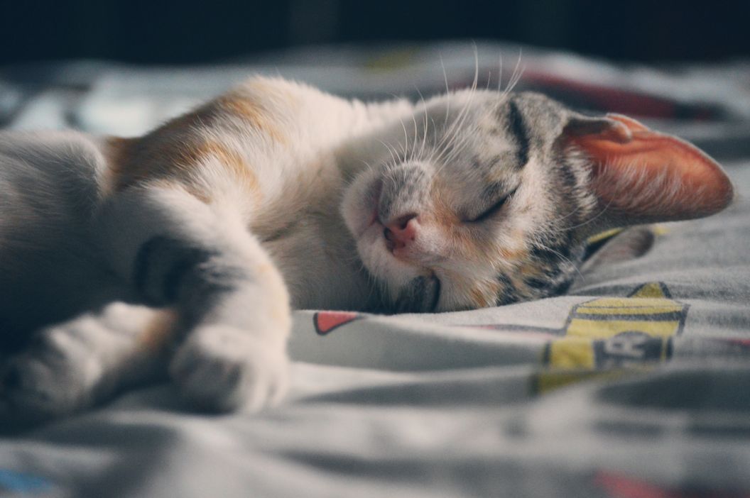 Exploring the Fascinating World of Cat Body Types