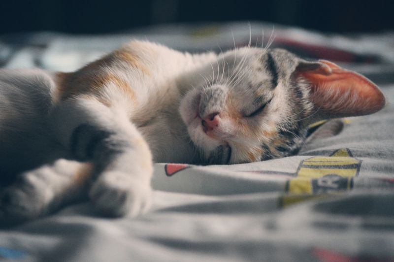 A Comprehensive Guide to Types of Cat Loaf Positions