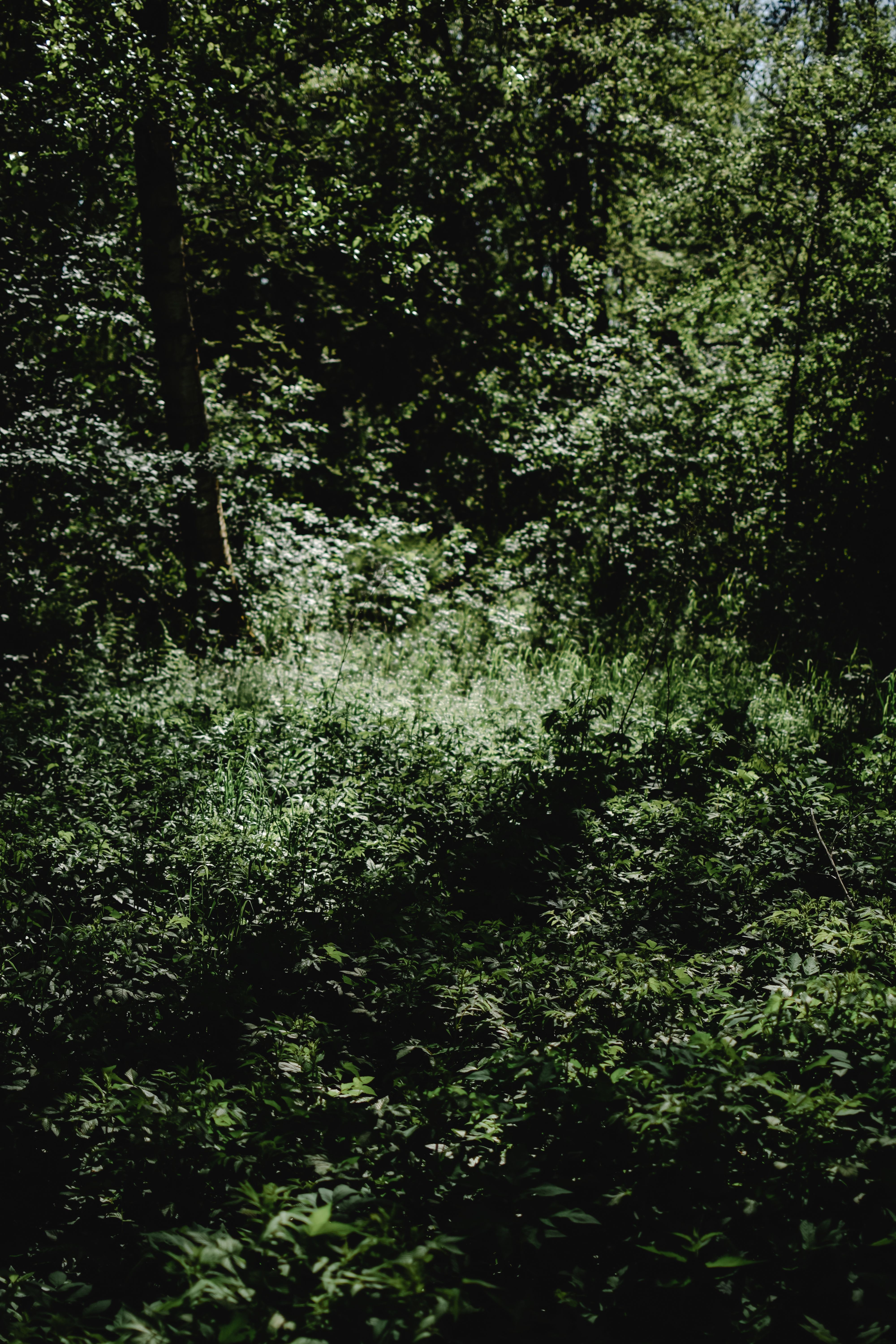 Bushes In Forest Photos, Download The BEST Free Bushes In Forest Stock ...