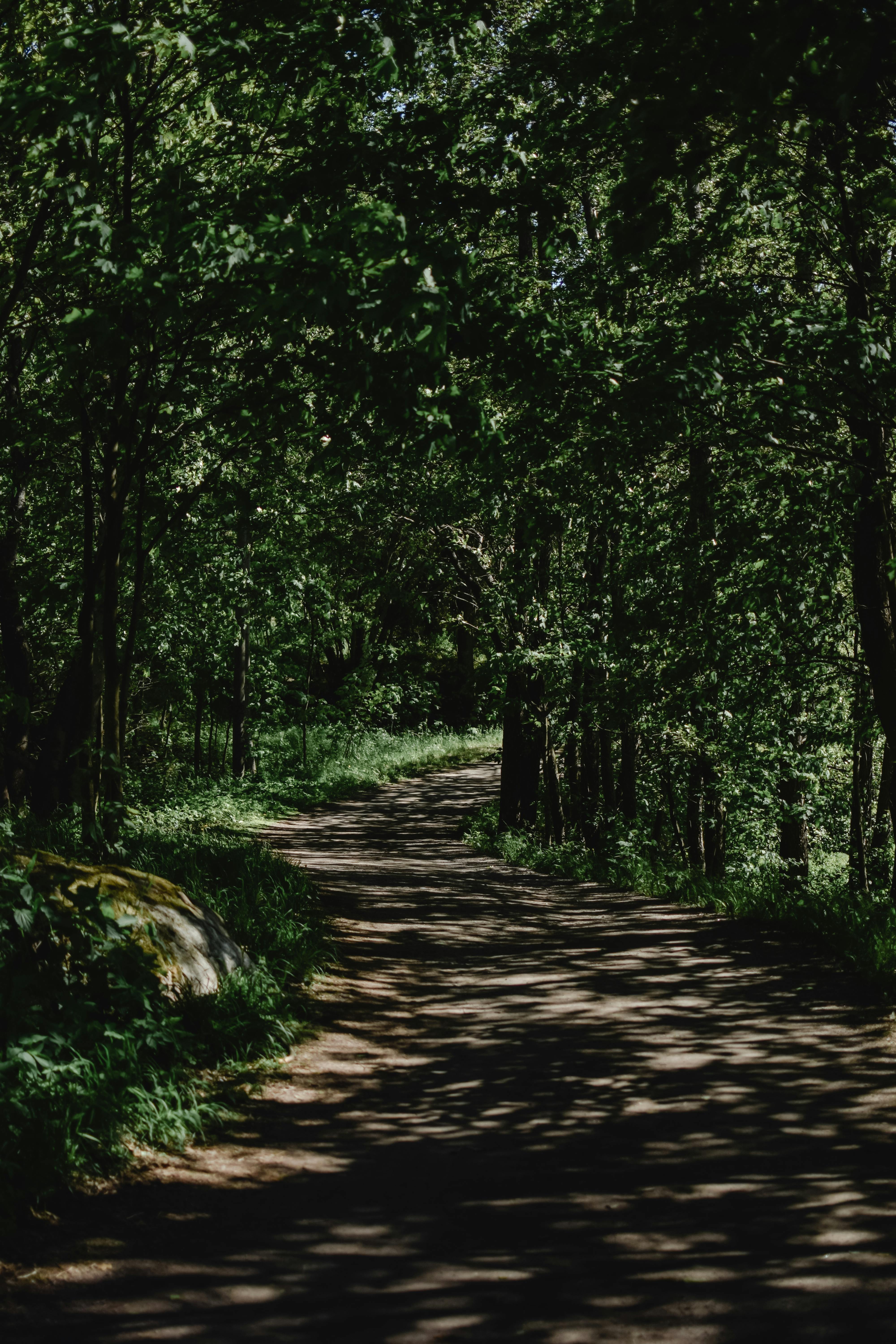 Unpaved Pathway in the Woods · Free Stock Photo