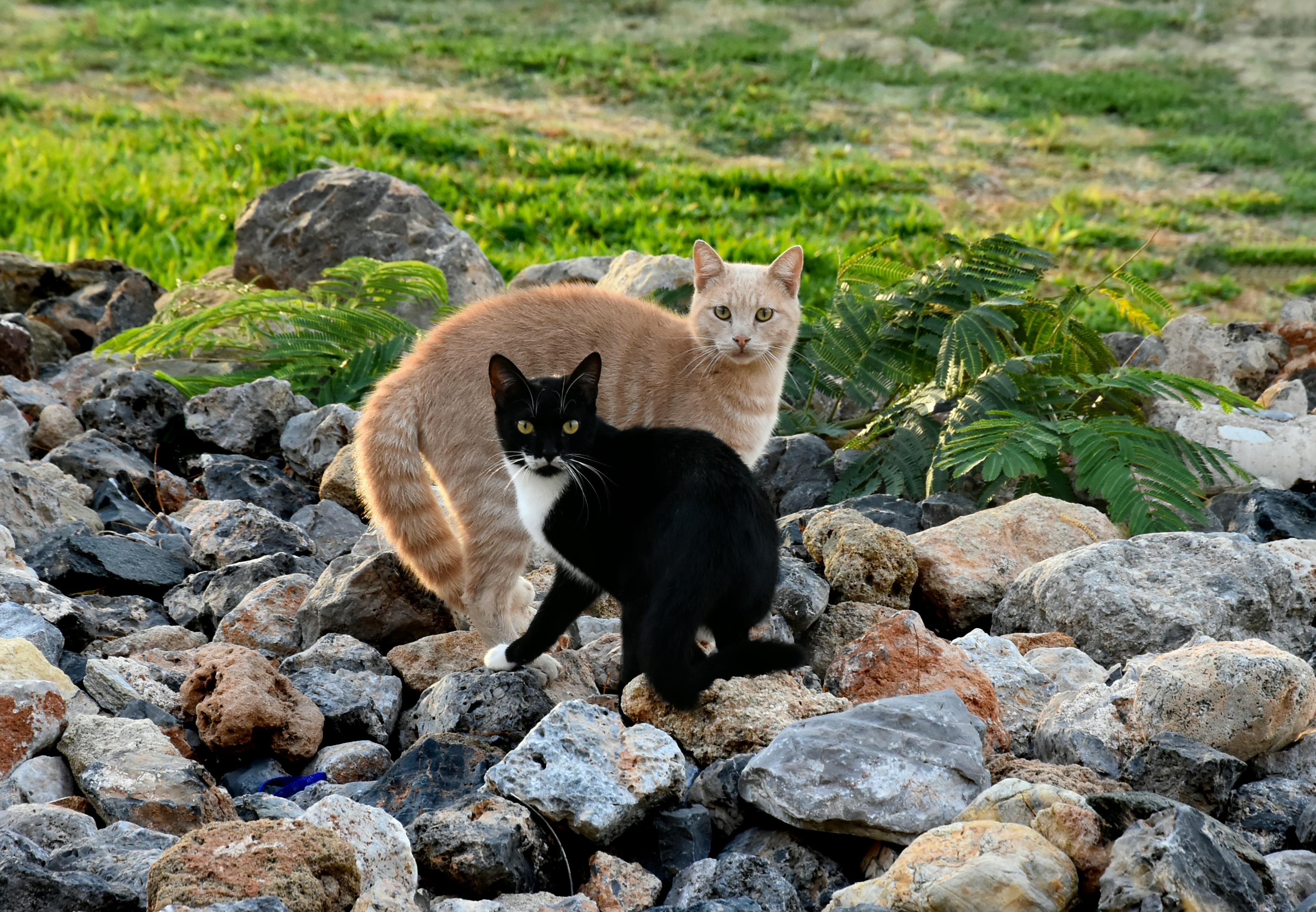 Cats On Rocks · Free Stock Photo