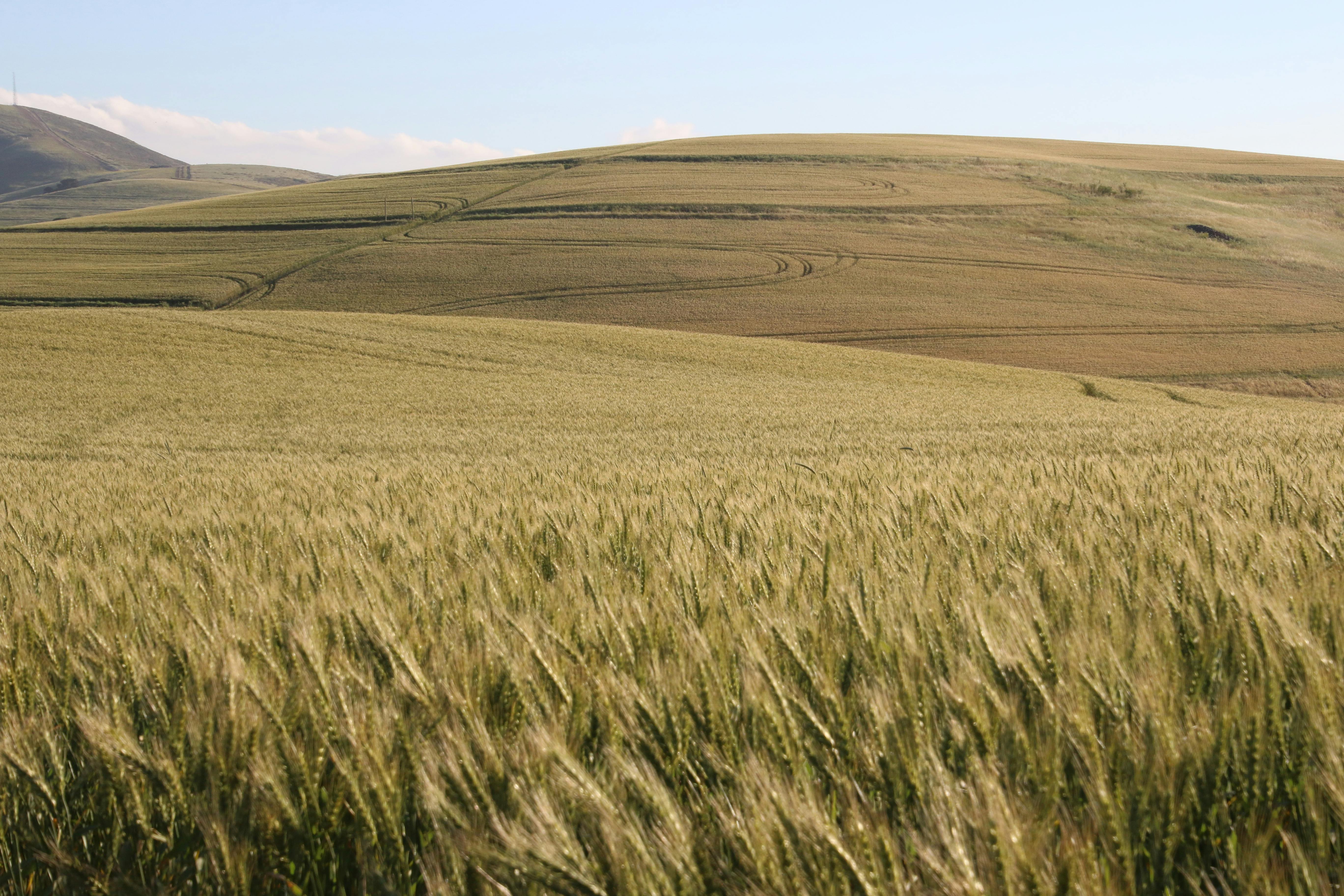 Foto de stock gratuita sobre campo, campos de cultivo, centeno