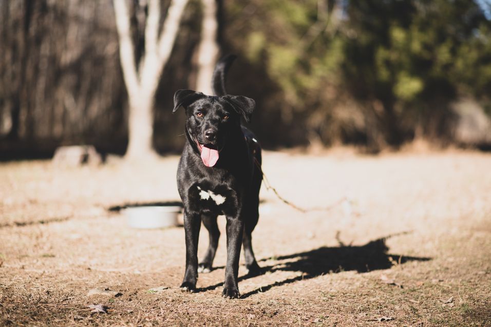 Black Labradors: Breed Guide, Traits, and Care Tips Inside