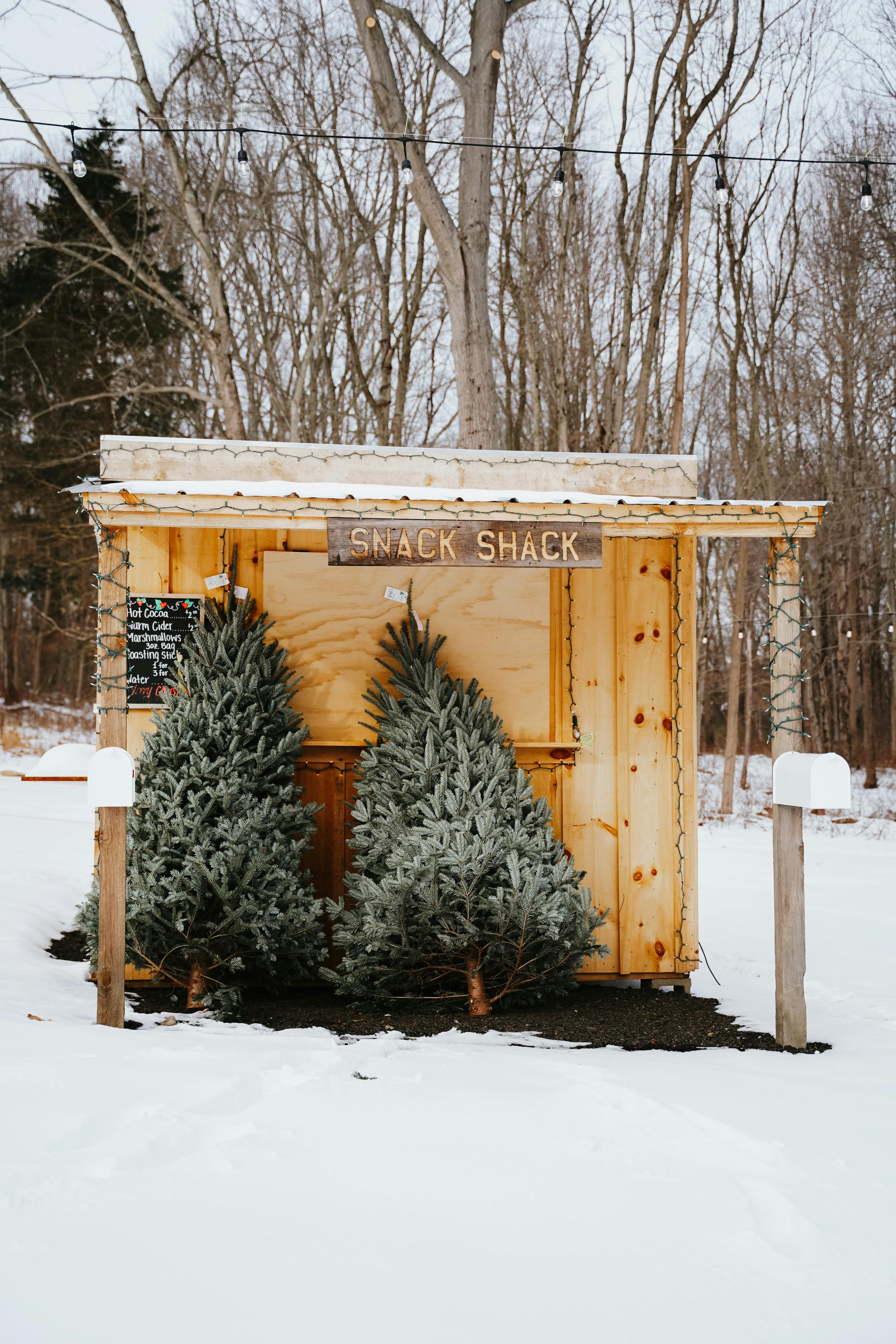 186,706+ Best Free Snow laden trees Stock Photos & Images · 100% ...