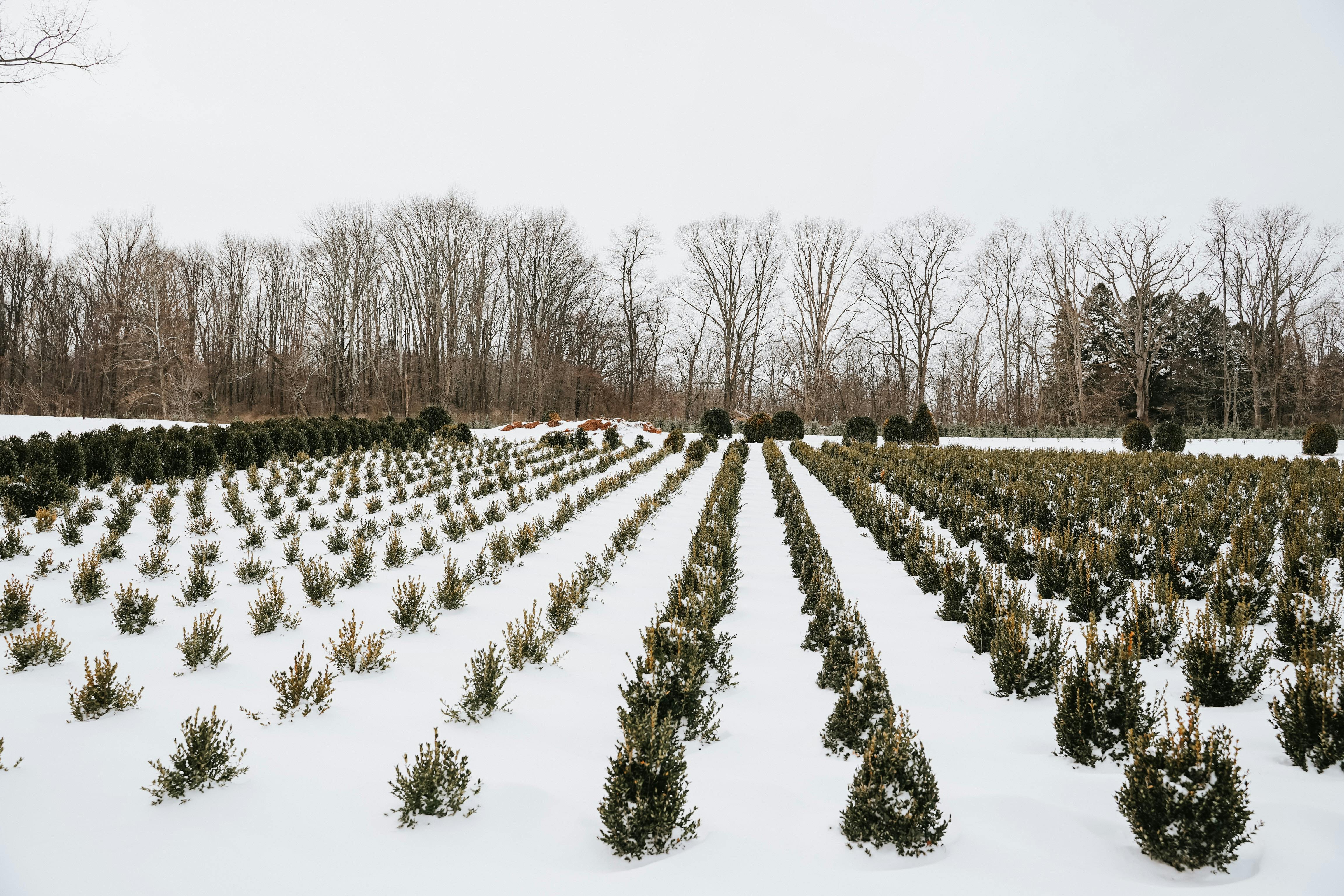 Green Plants Covered With Snow · Free Stock Photo