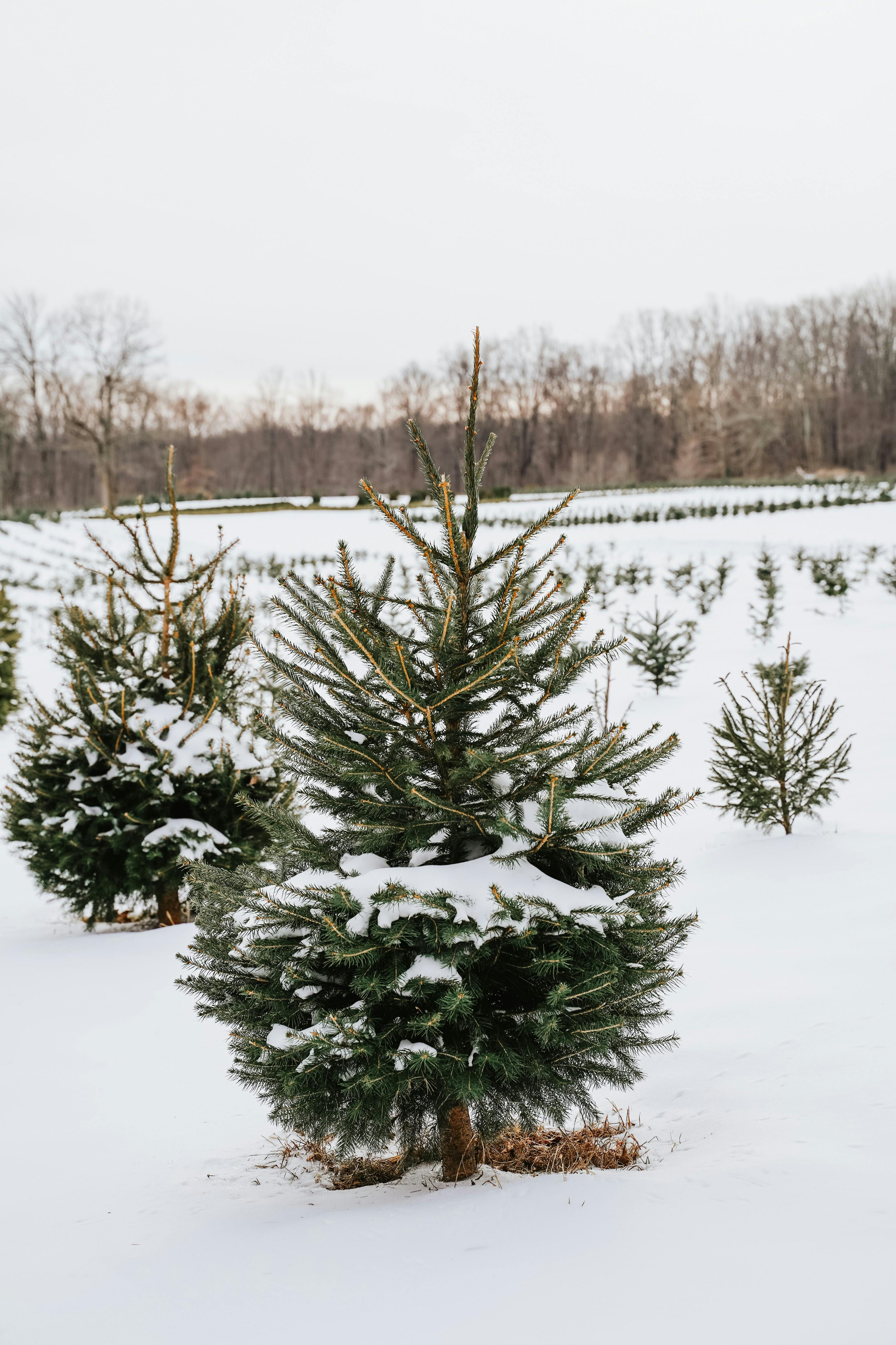 Green Small Pine Tree Covered With Snow · Free Stock Photo