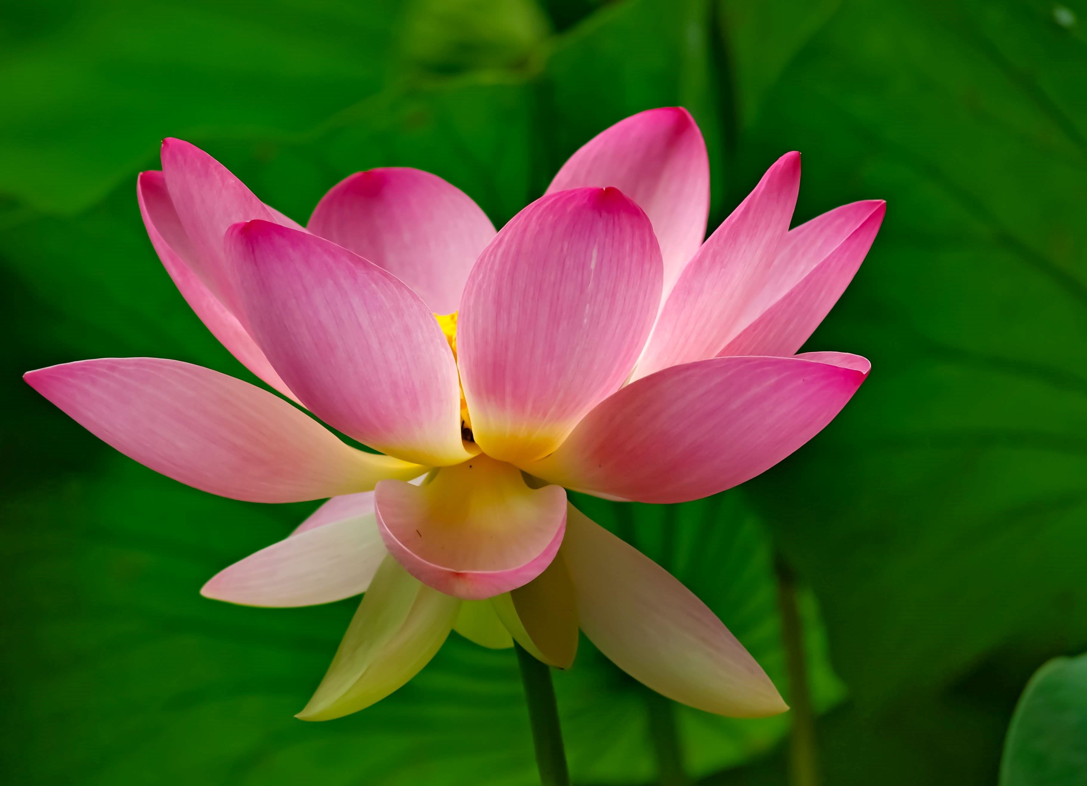 Indian Lotus Flowers in Bloom · Free Stock Photo