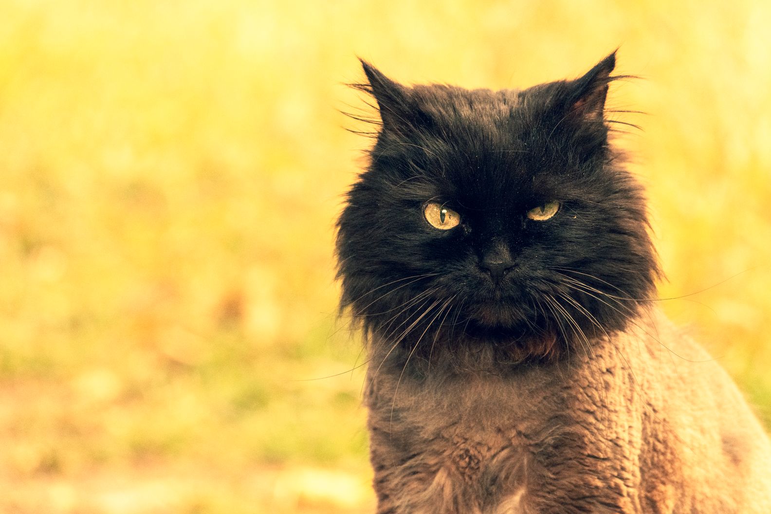 Are Black Cats Good Pets? Exploring the Facts and Myths