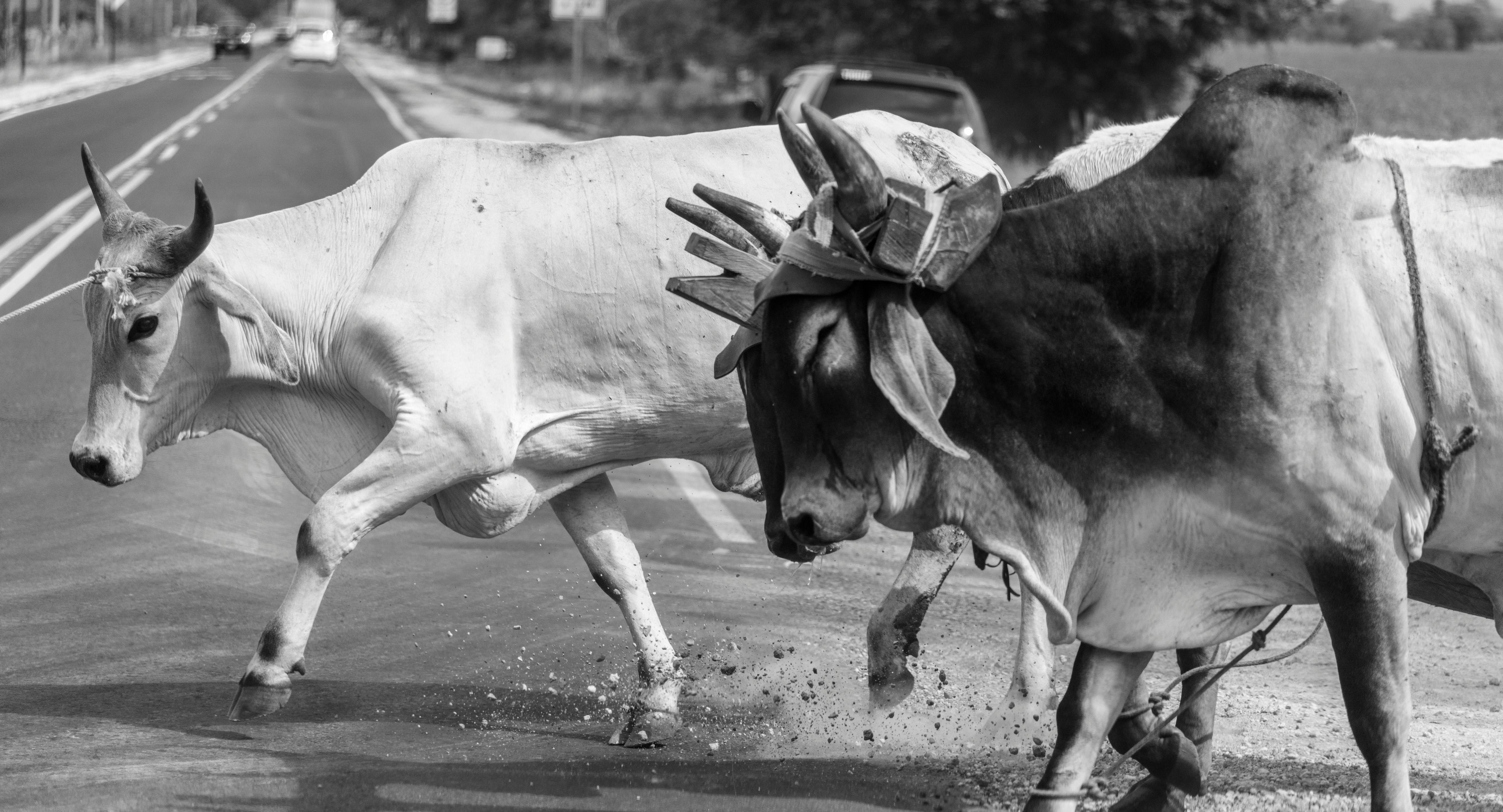 Costa Rica 56 Photos & Videos Collected by Samuel Sweet