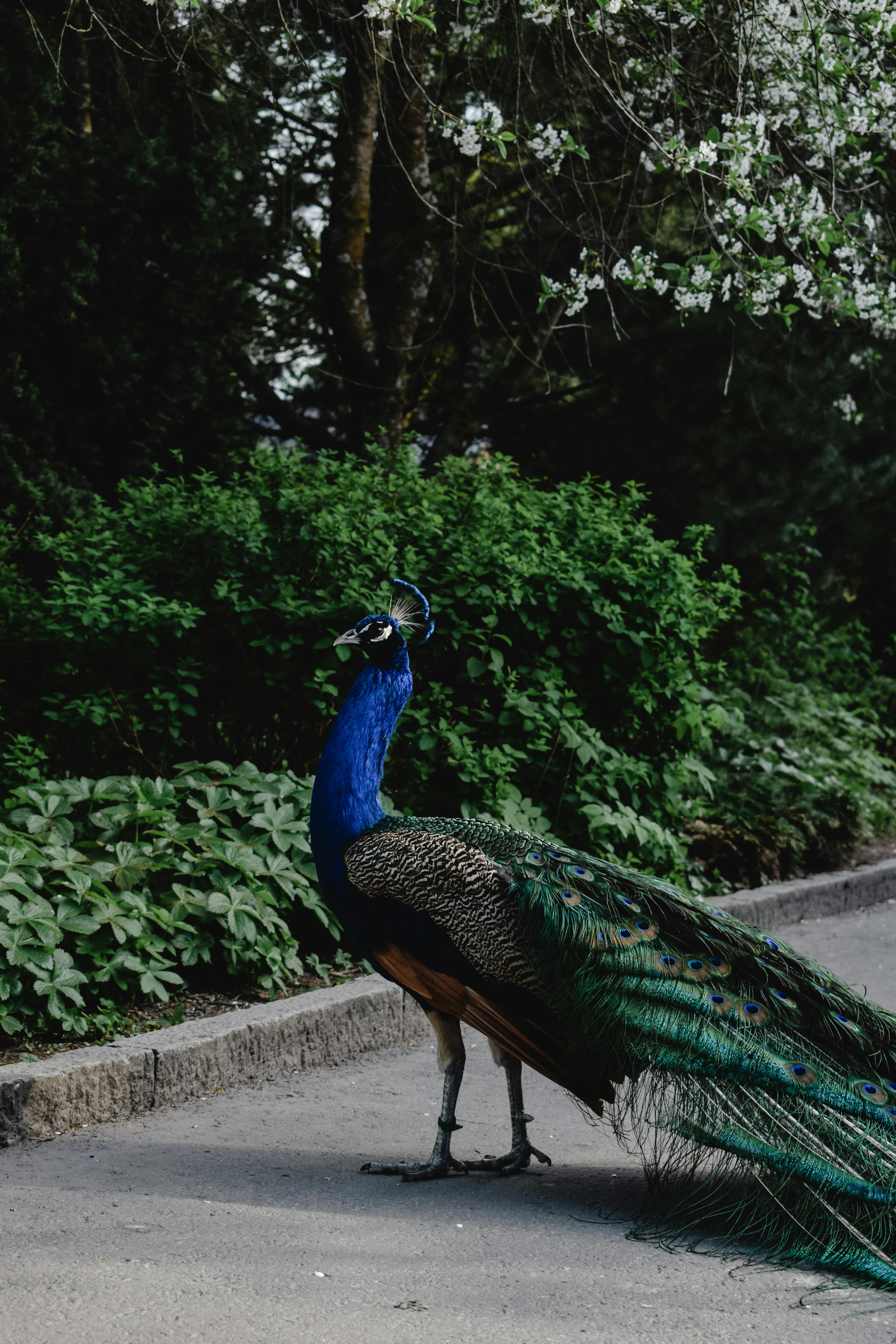 Peacock on a Pavement · Free Stock Photo