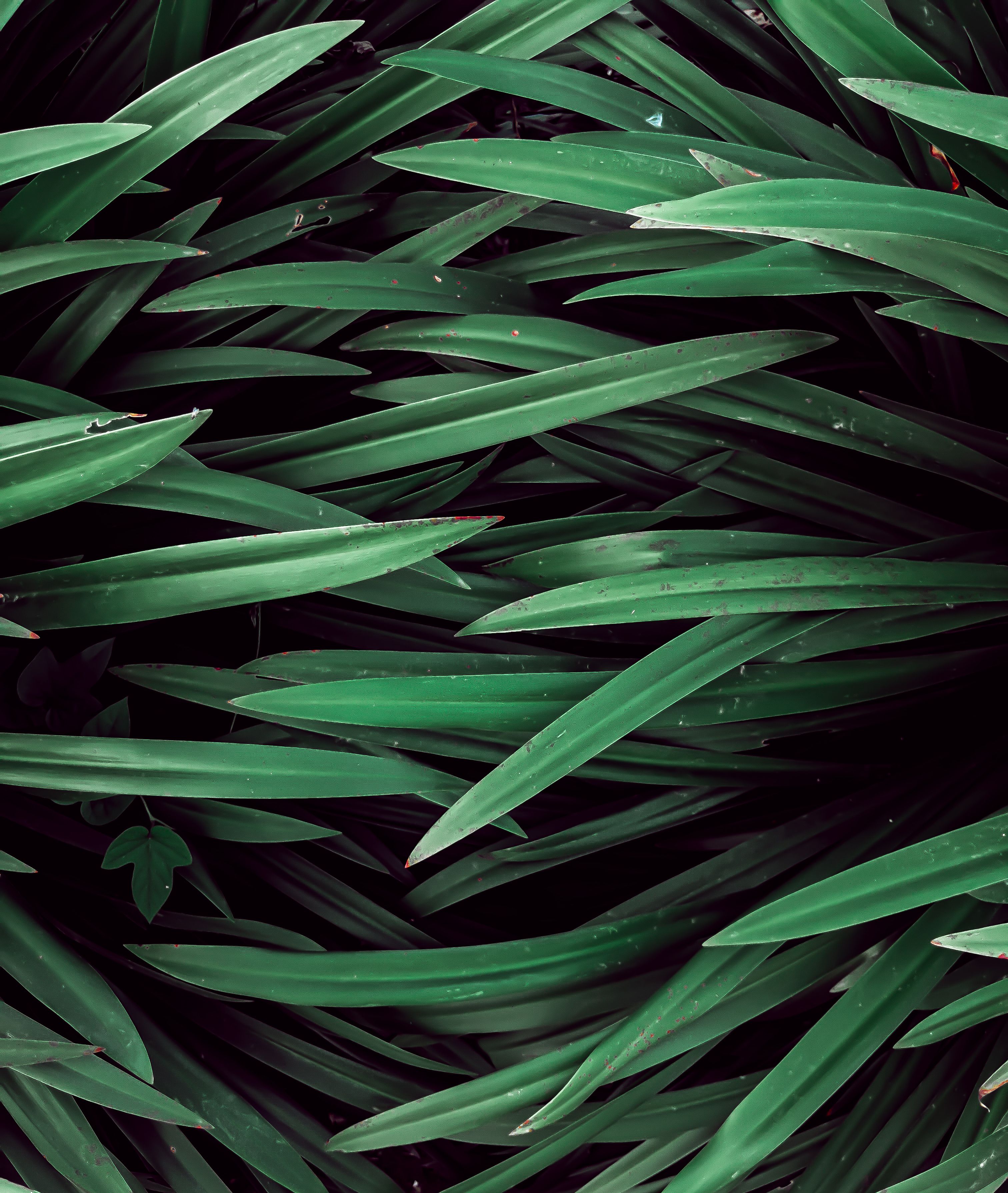Close-Up Shot of Green Palm Leaves · Free Stock Photo