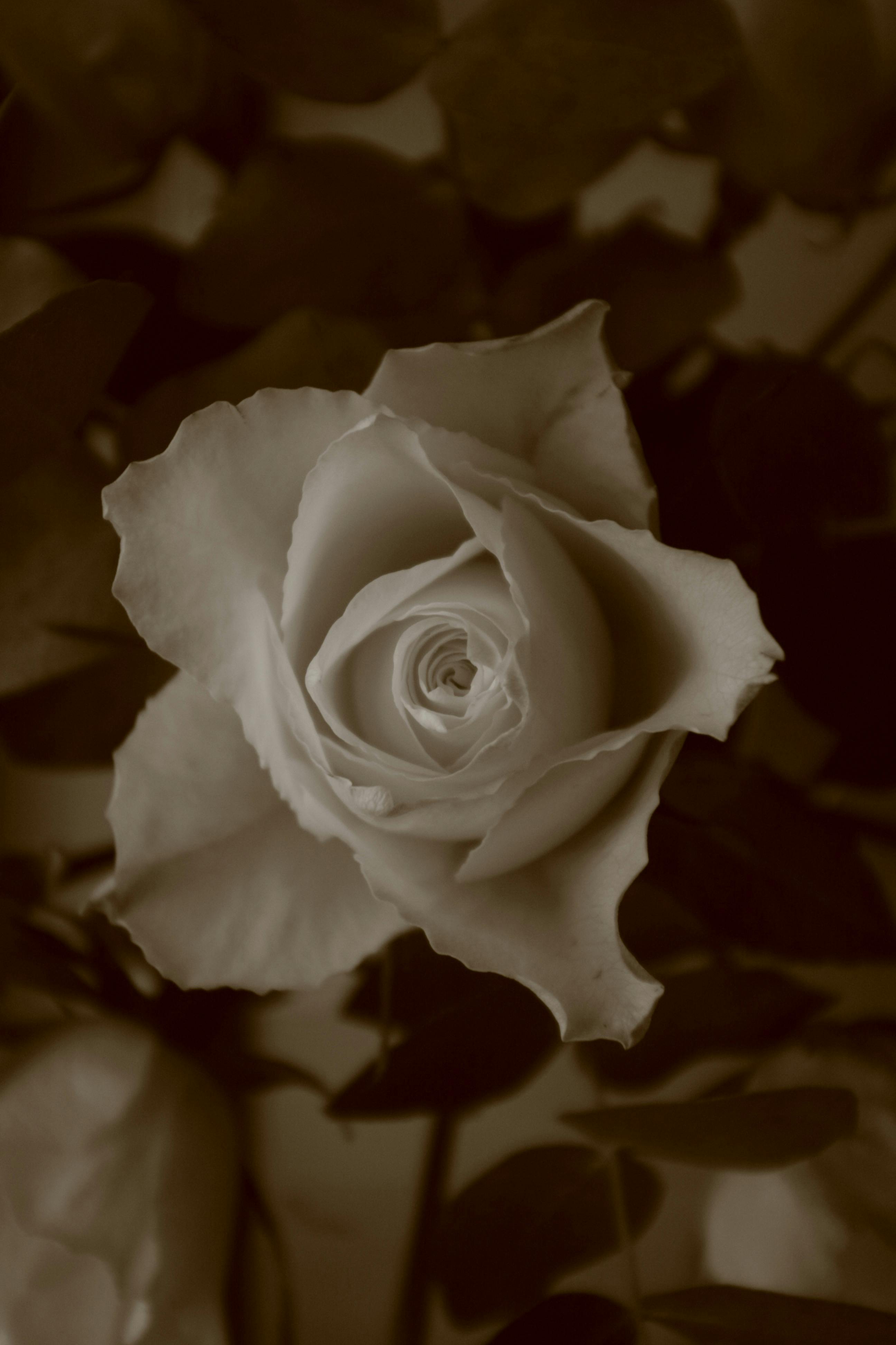White Rose in Close Up Photography · Free Stock Photo