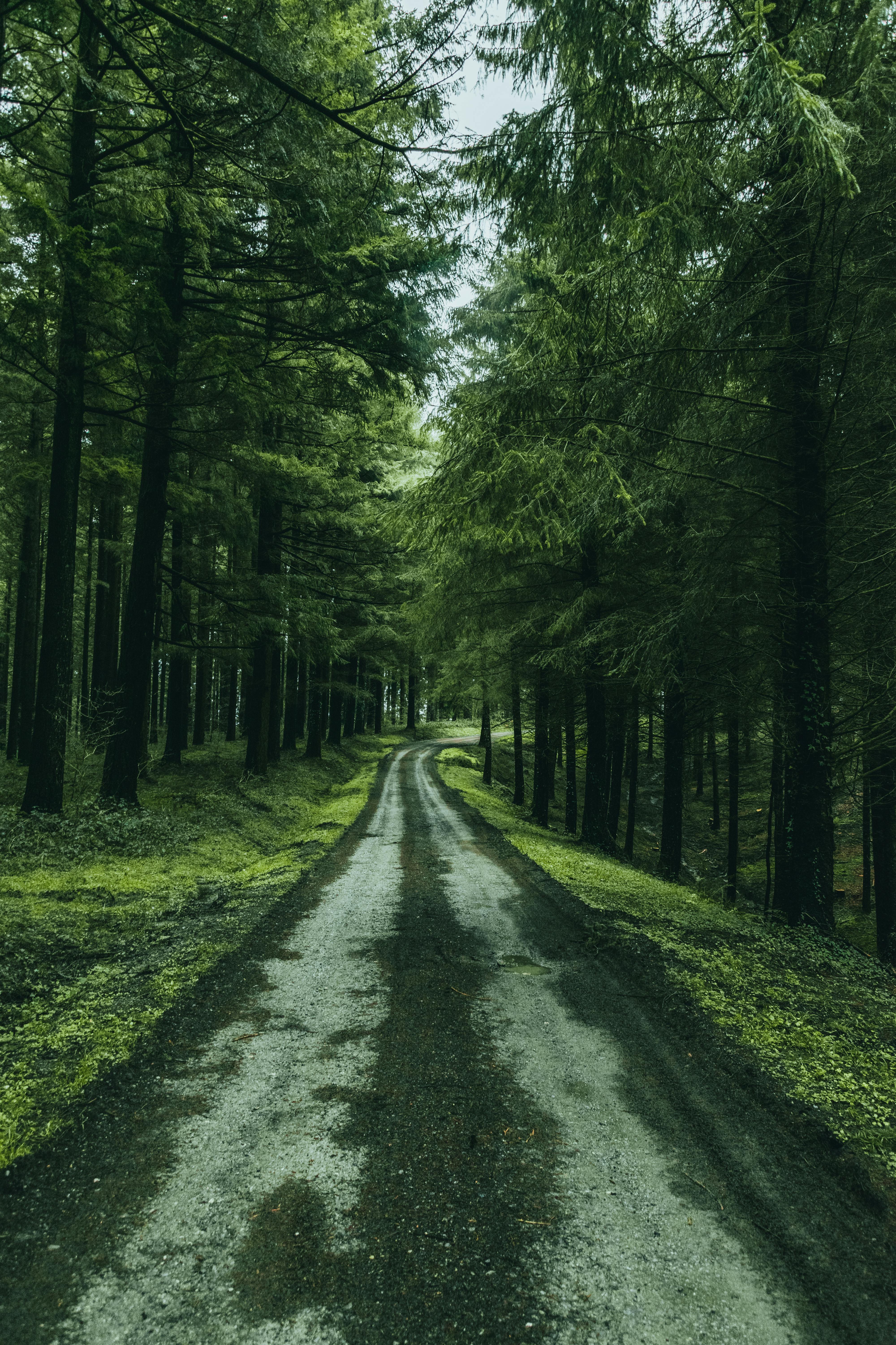 Empty alley among fir trees in woods · Free Stock Photo