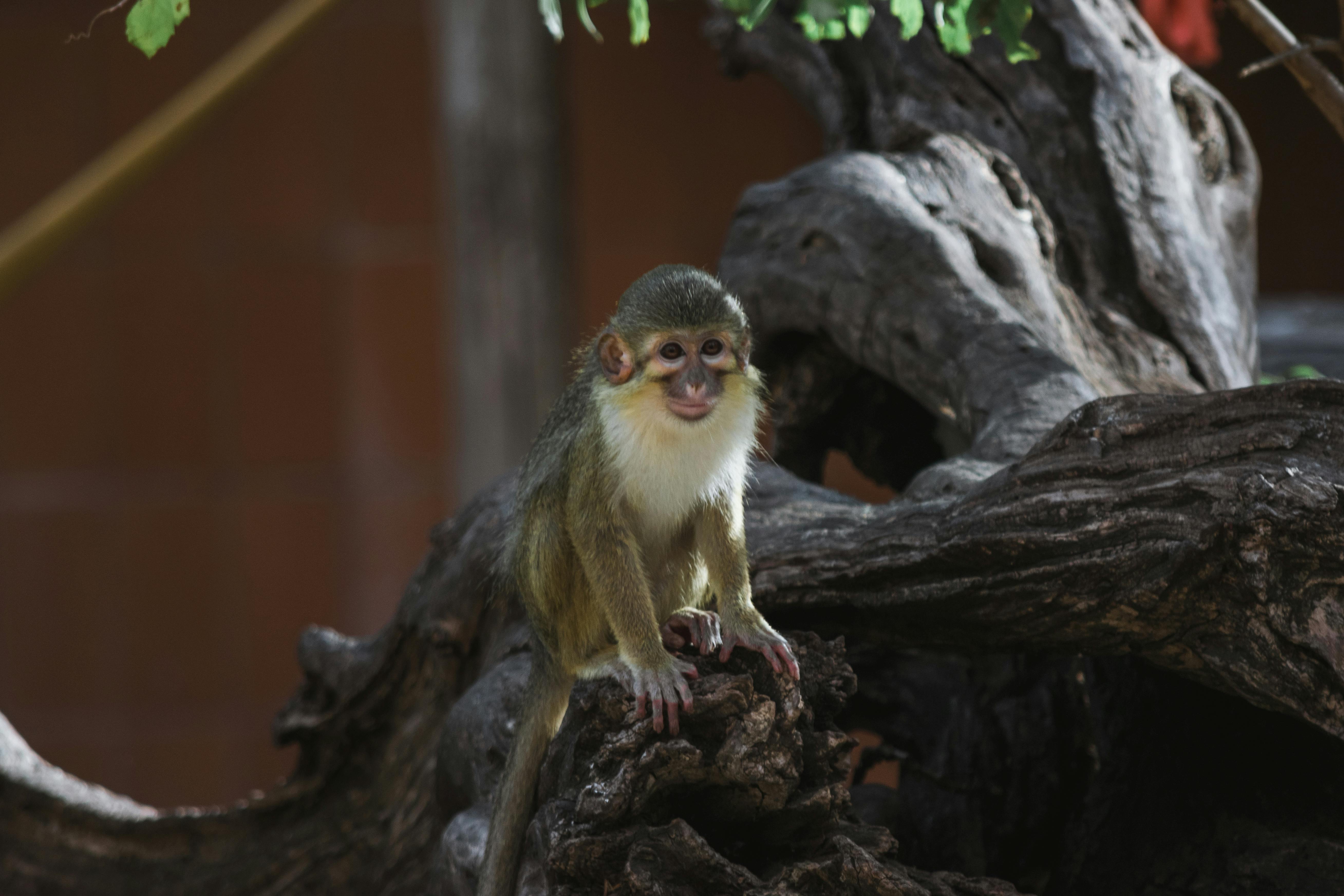 Little monkey observing nature on tree · Free Stock Photo