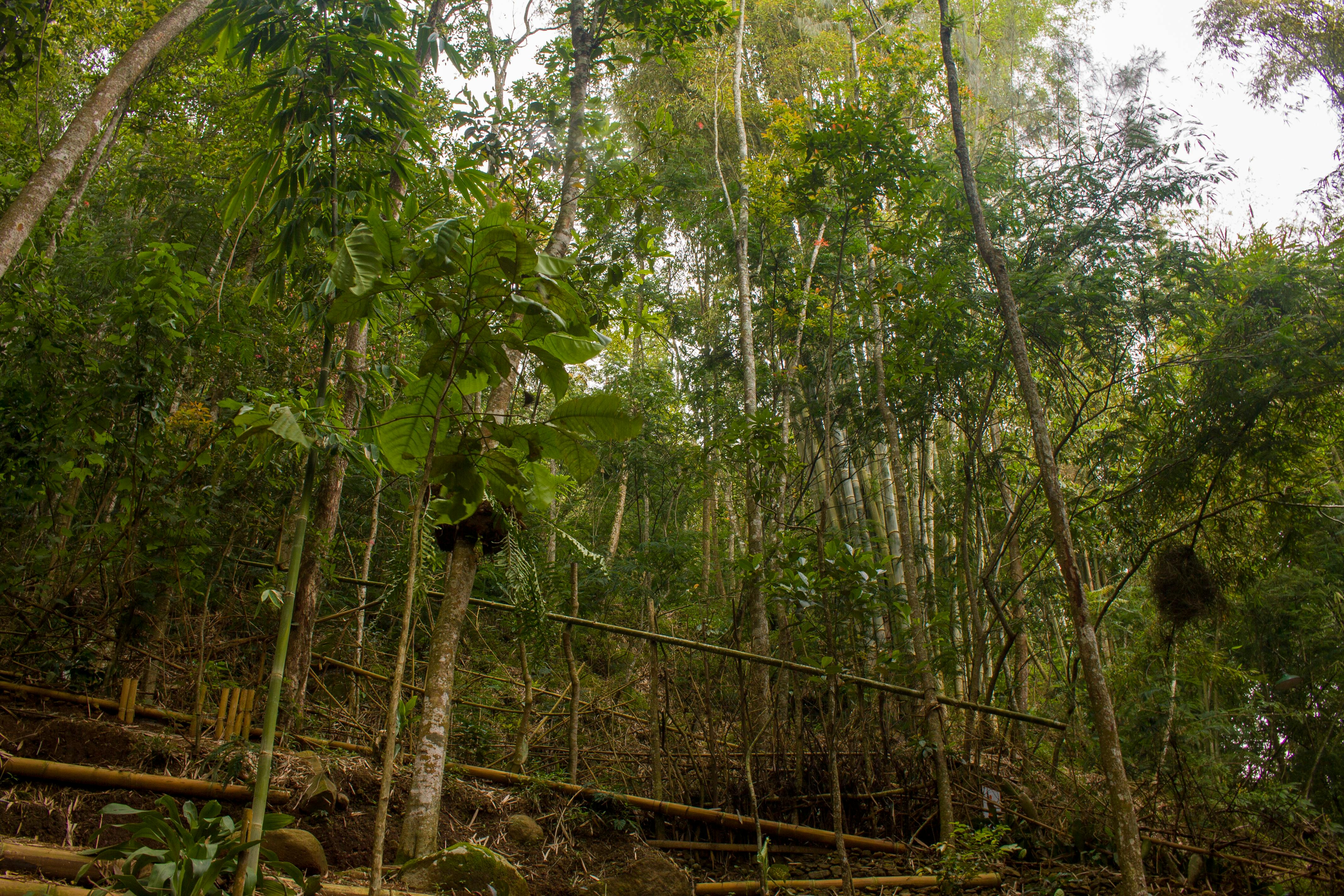 Free stock photo from Supriyadi · Pexels