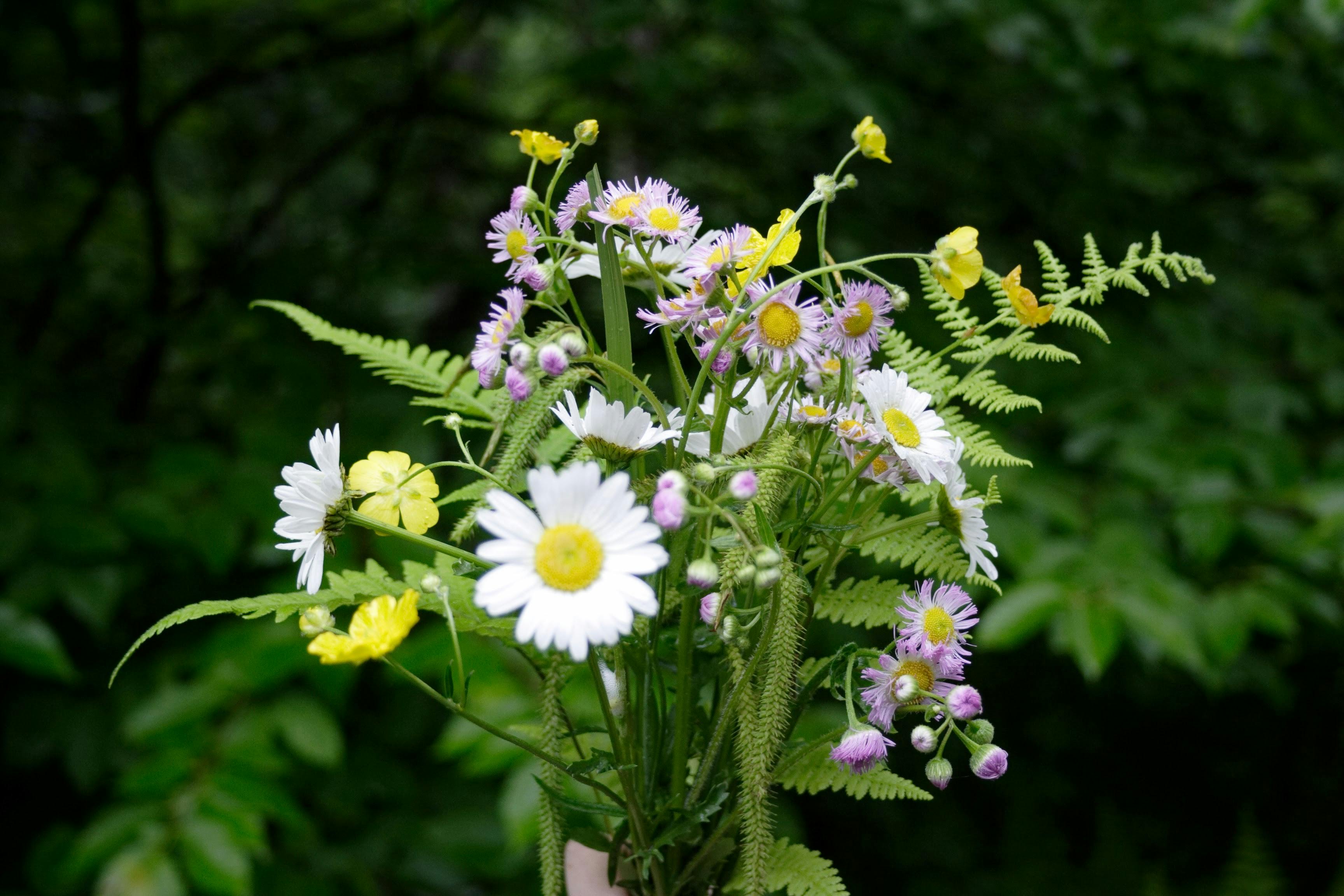 Photo of Wildflowers · Free Stock Photo