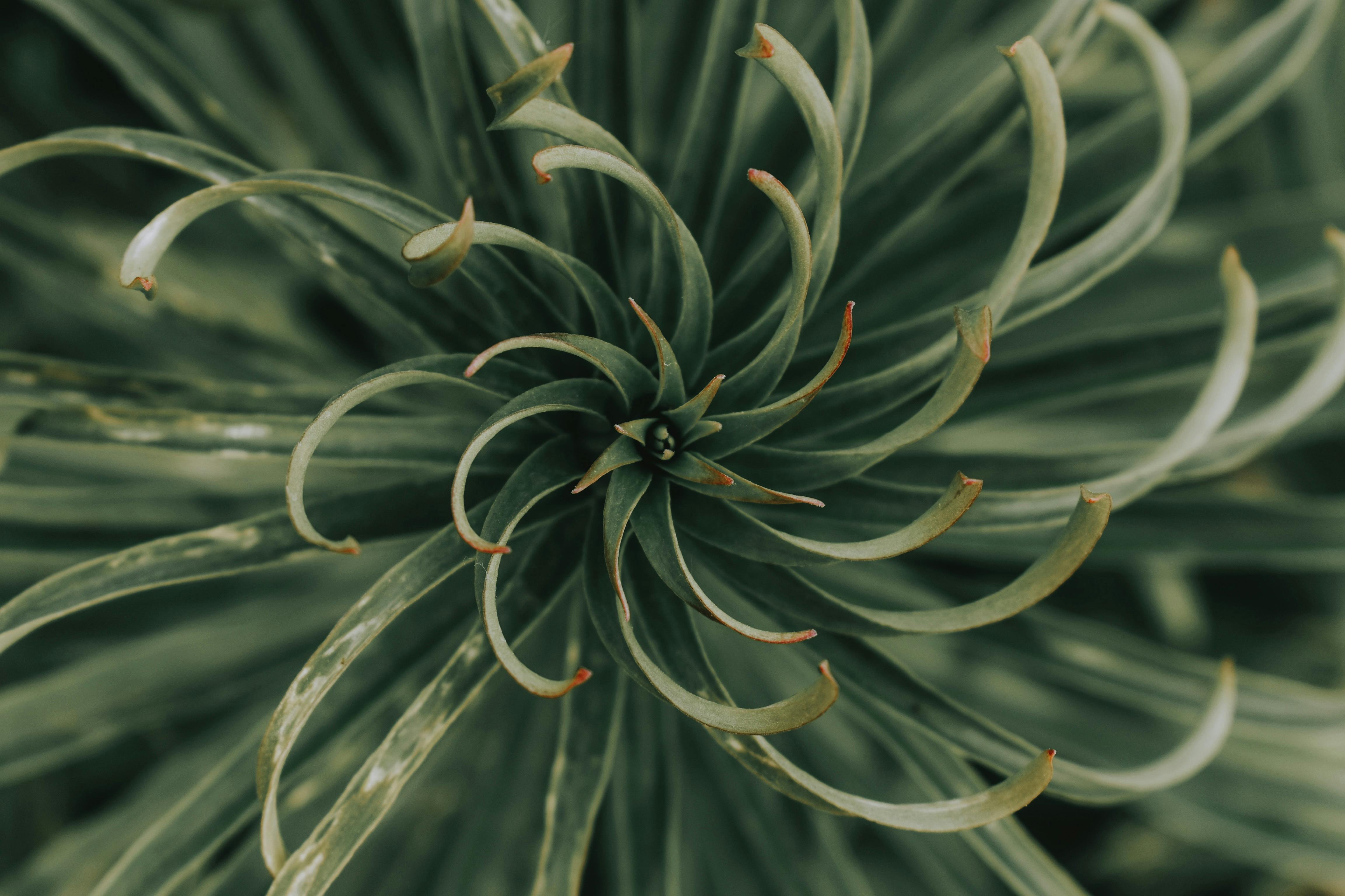 Green exotic plant growing in nature · Free Stock Photo