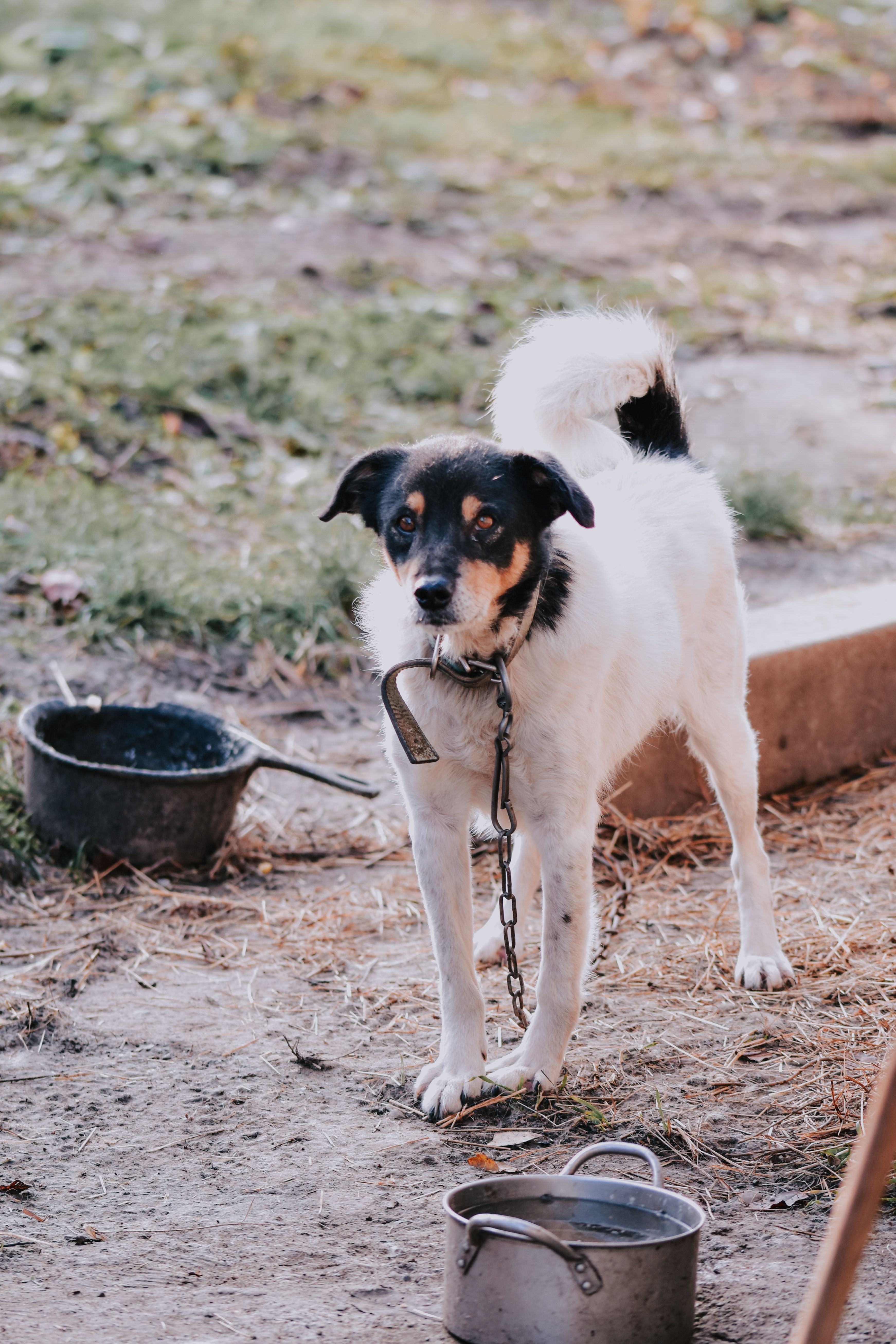 Dirty Dog Photos, Download The BEST Free Dirty Dog Stock Photos & HD Images
