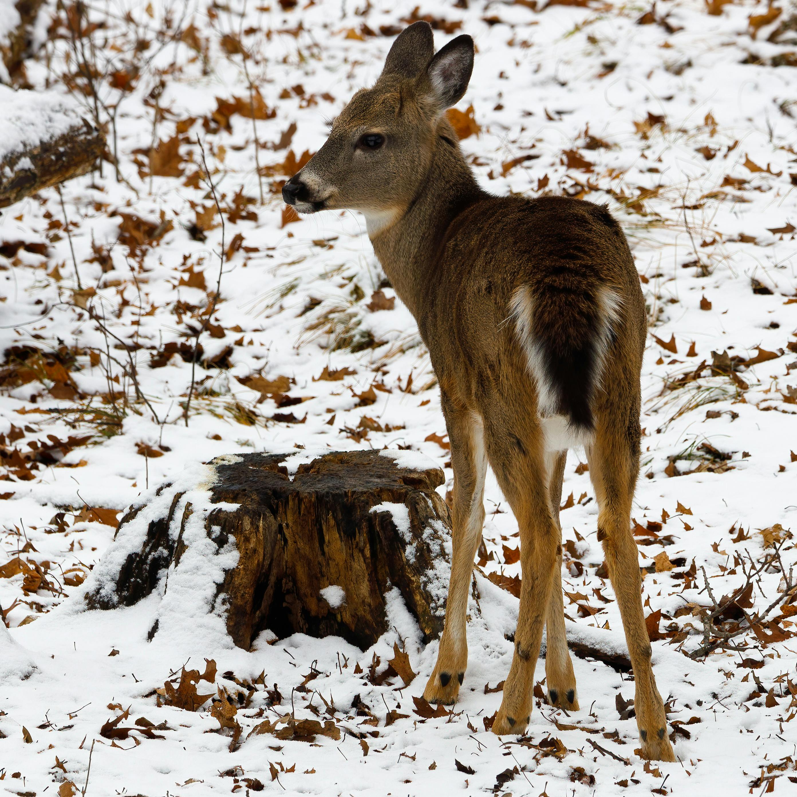 Back View of a Young White Tailed Deer · Free Stock Photo