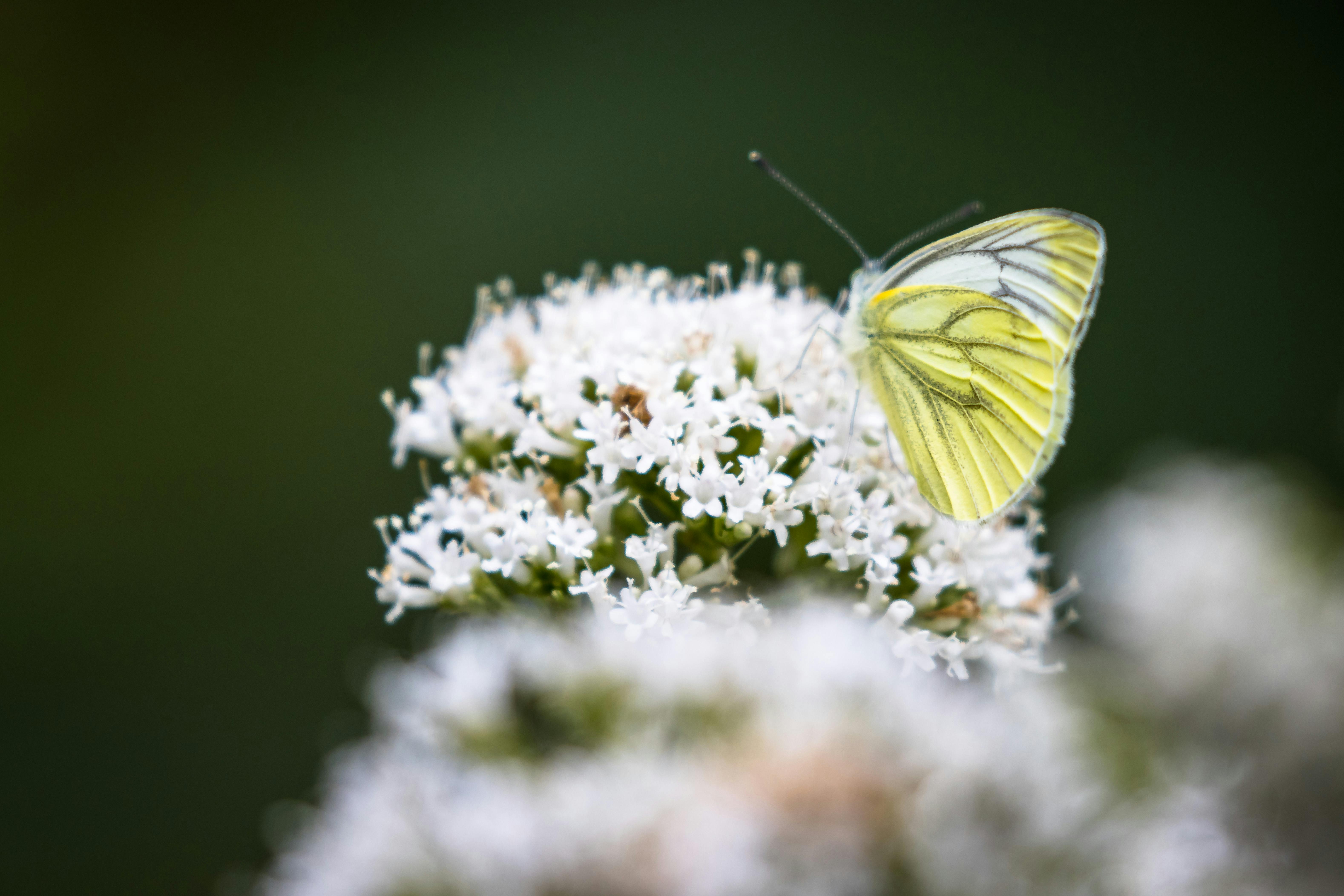 Insect with red compound eyes · Free Stock Photo