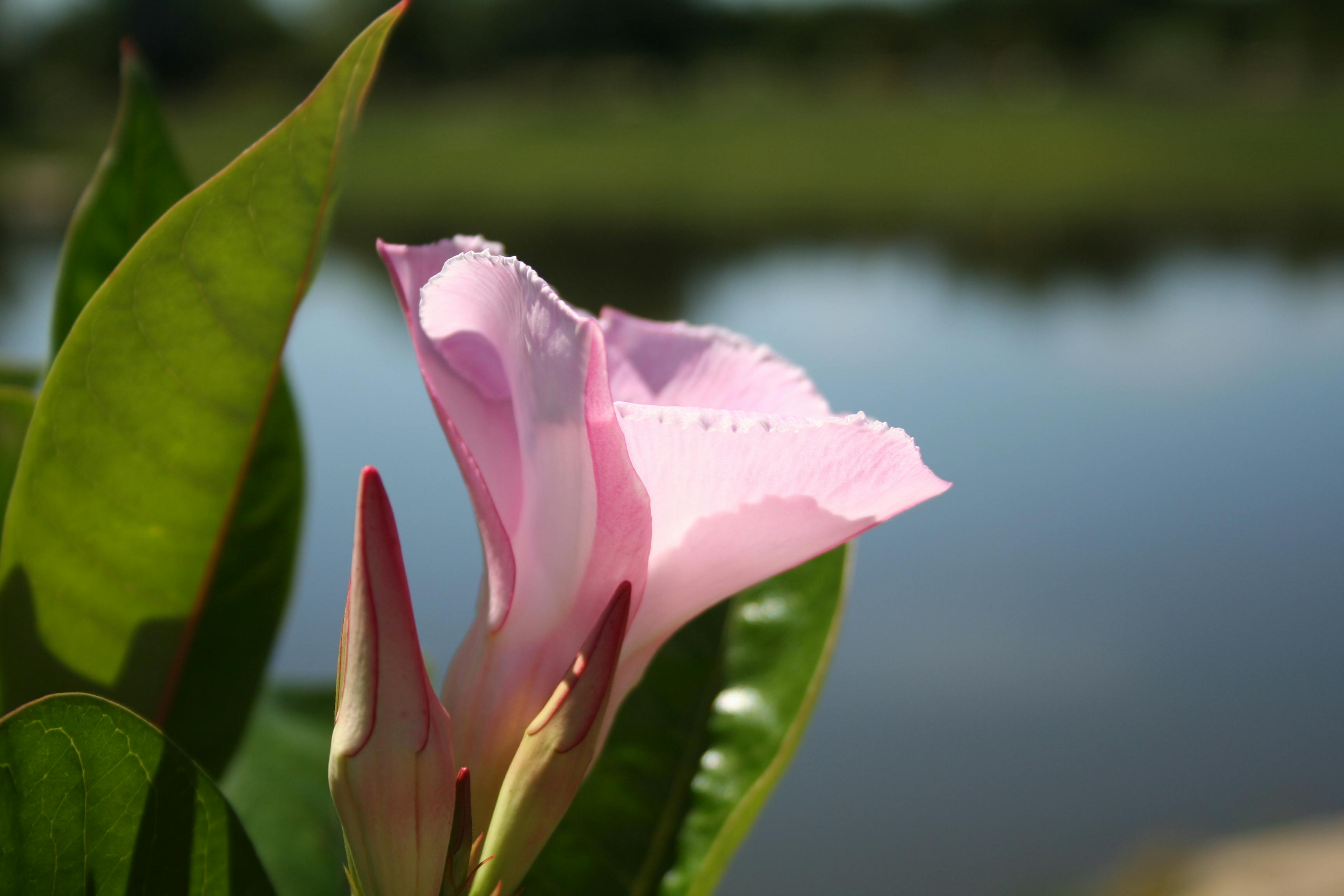 Trees Depth Of Field