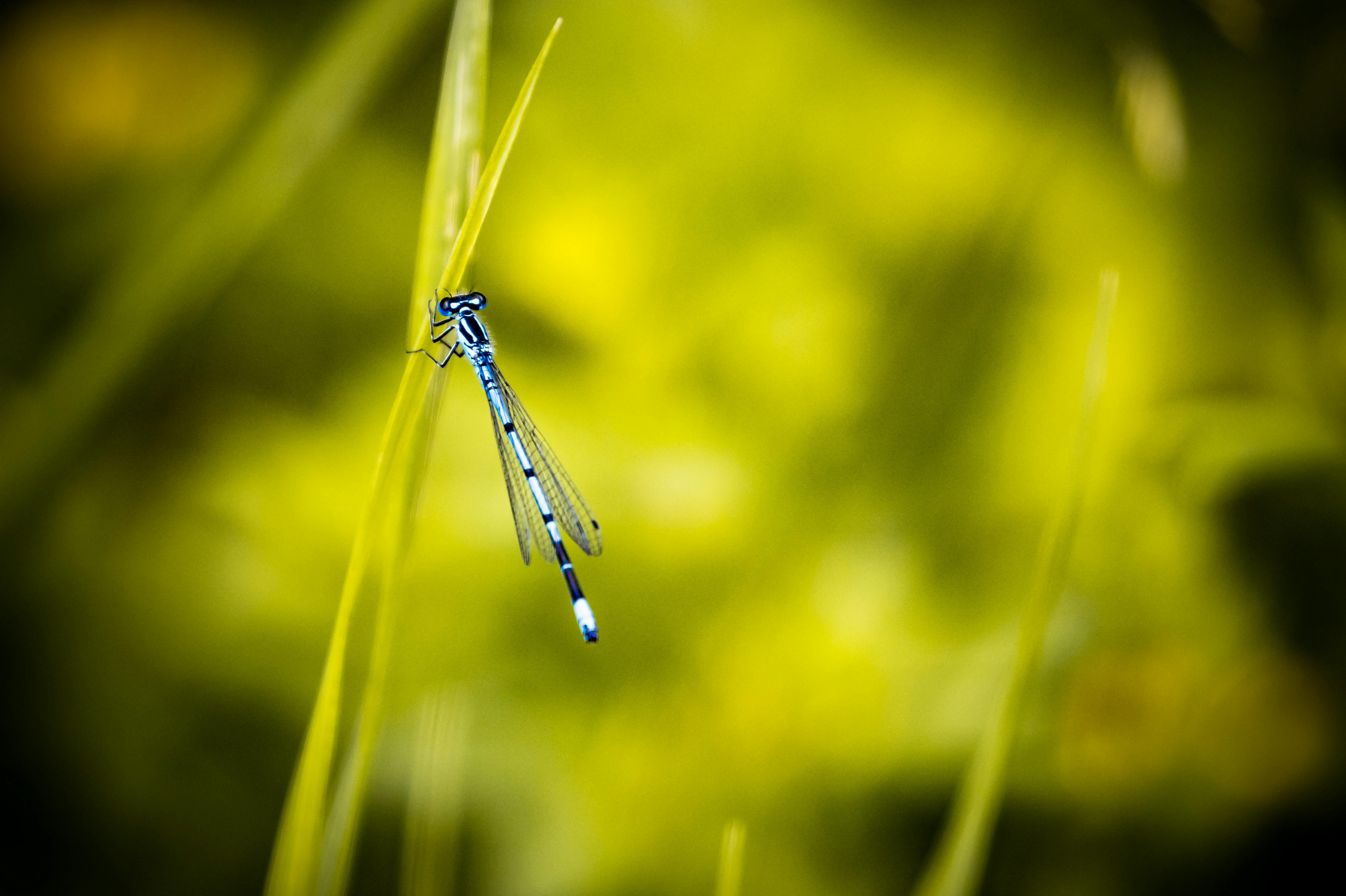 Insect with red compound eyes · Free Stock Photo