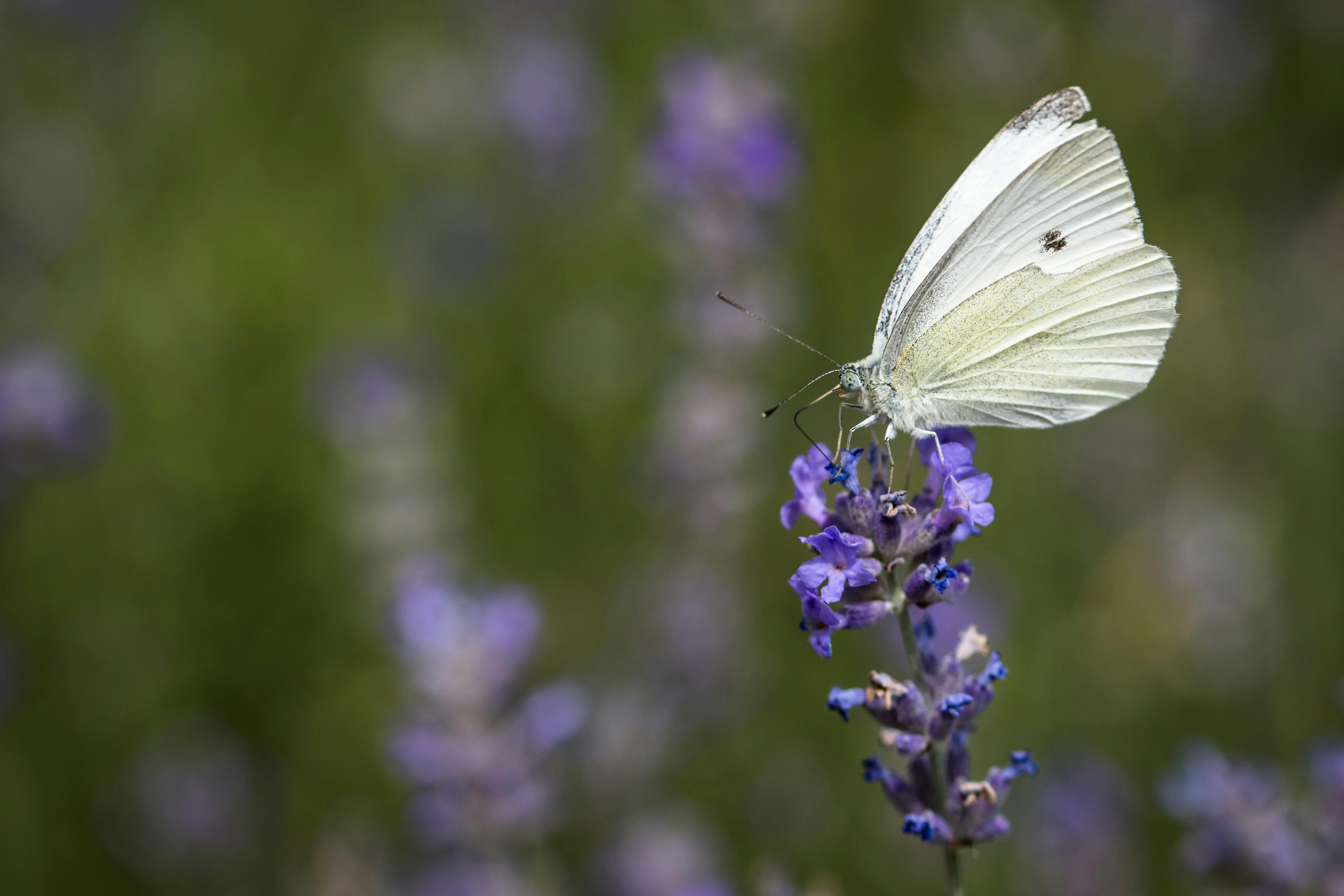 Insect with red compound eyes · Free Stock Photo