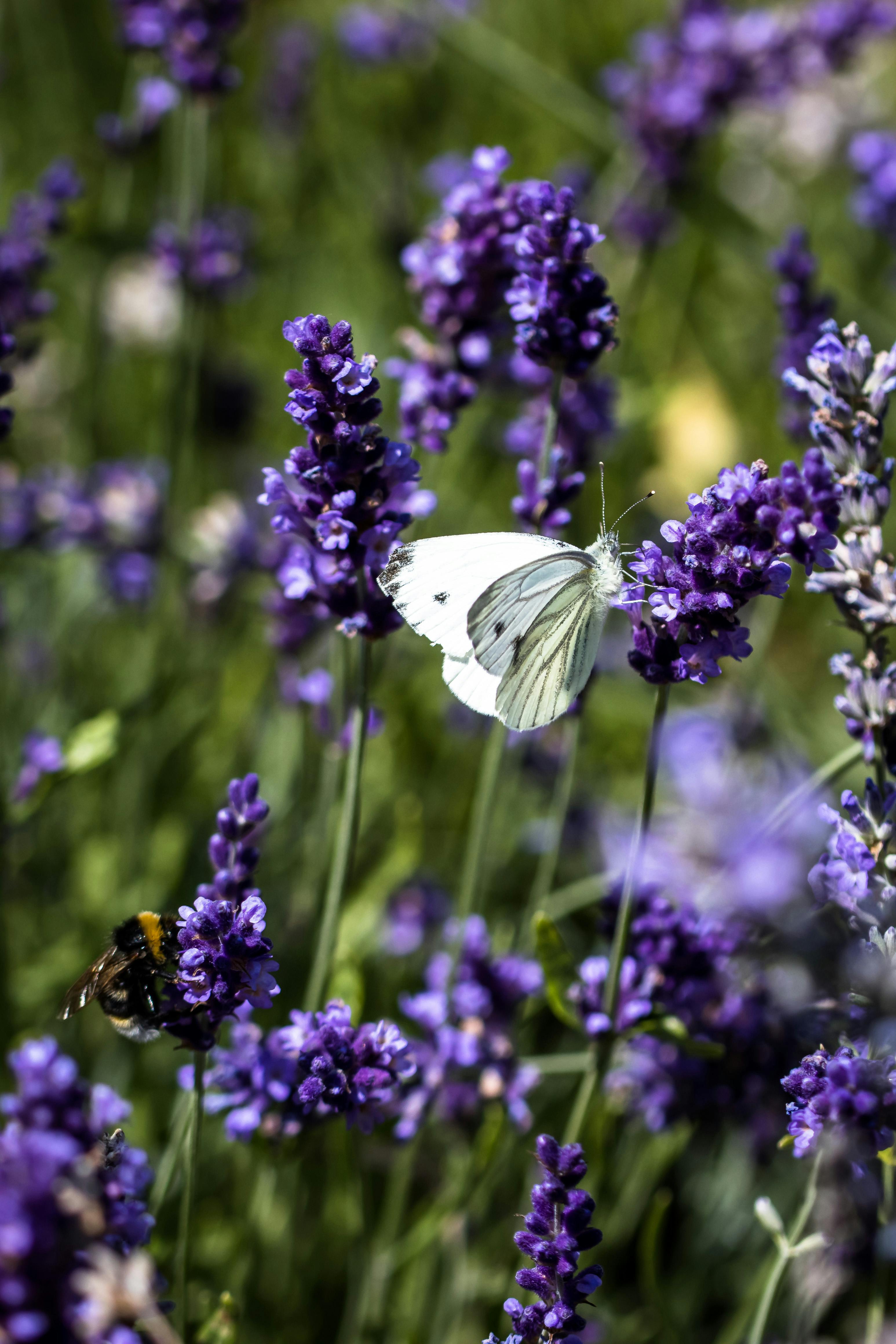 Insect with red compound eyes · Free Stock Photo