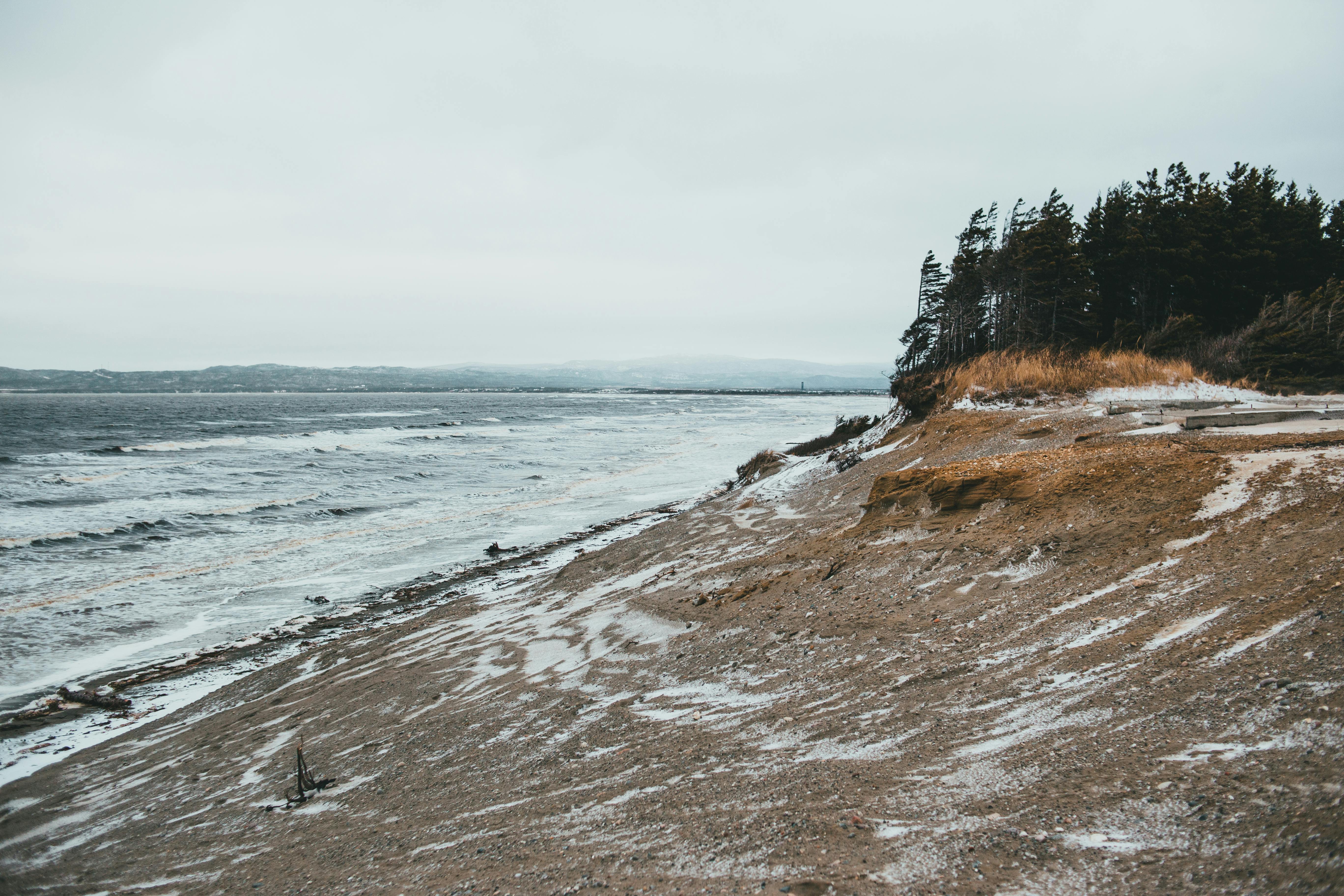 Snowy coast with evergreen trees against mount and foamy sea · Free ...