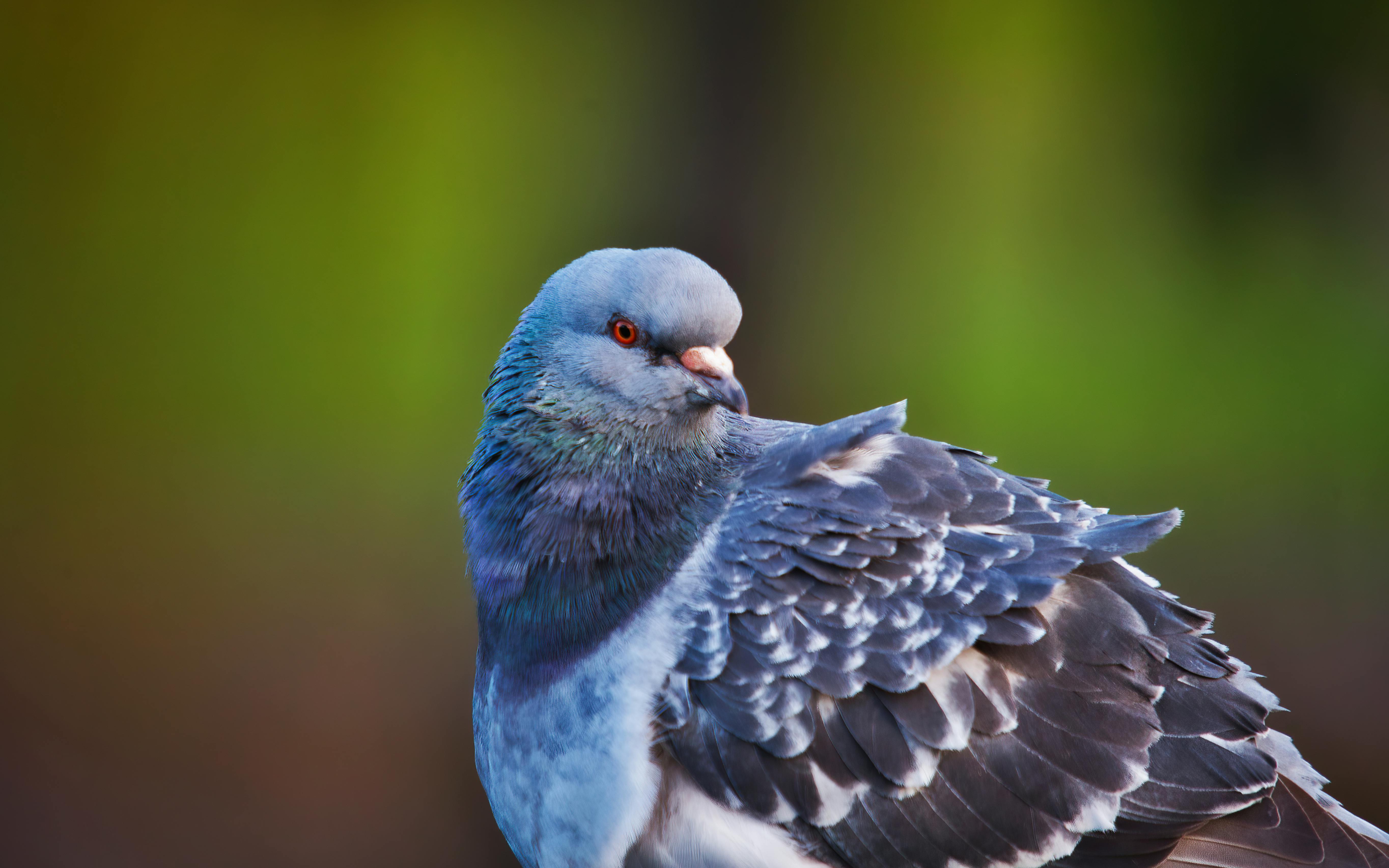 Close Up Photo of a Flying Pigeon · Free Stock Photo