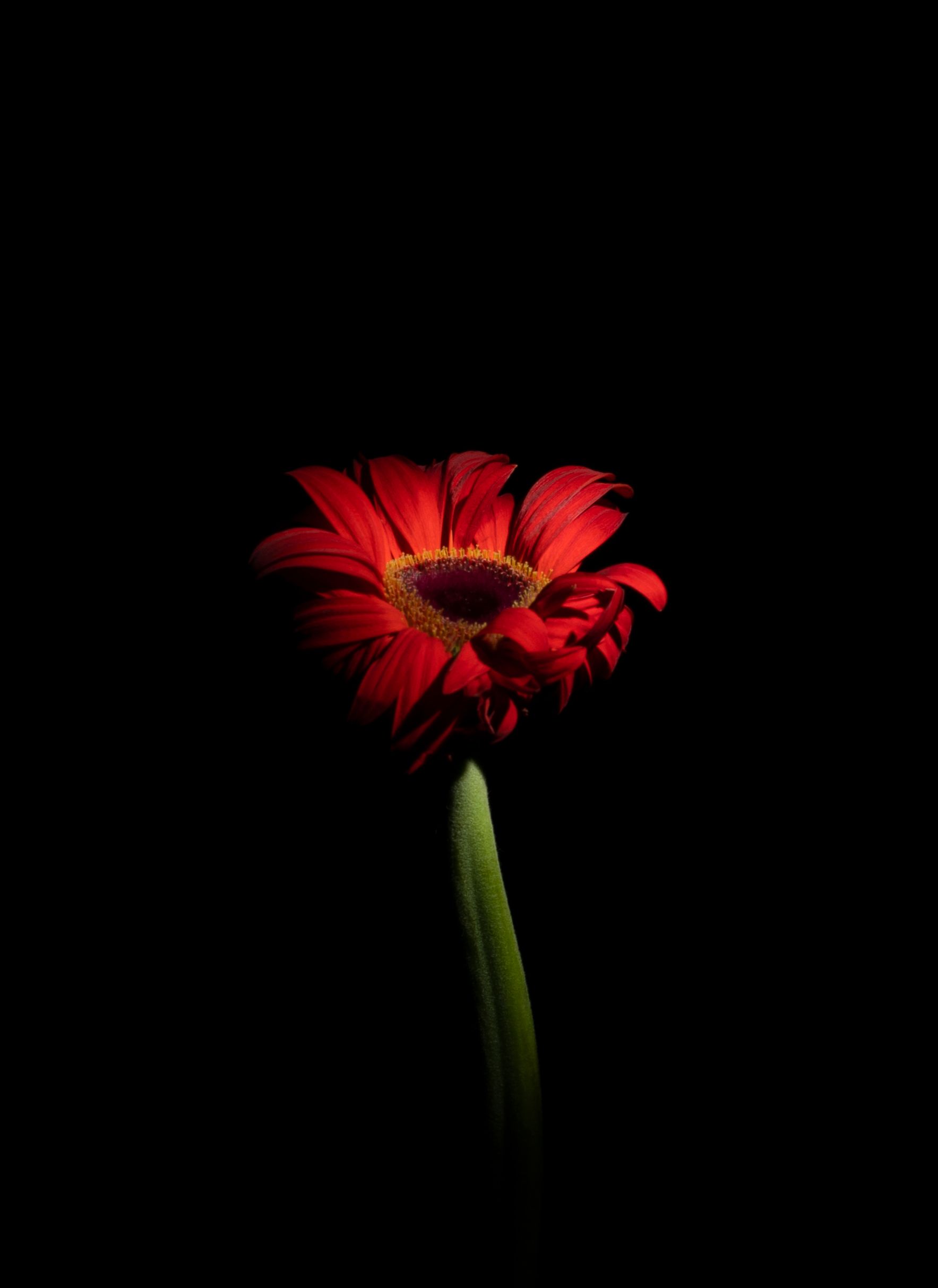 Photo of a Red Gerbera Daisy · Free Stock Photo