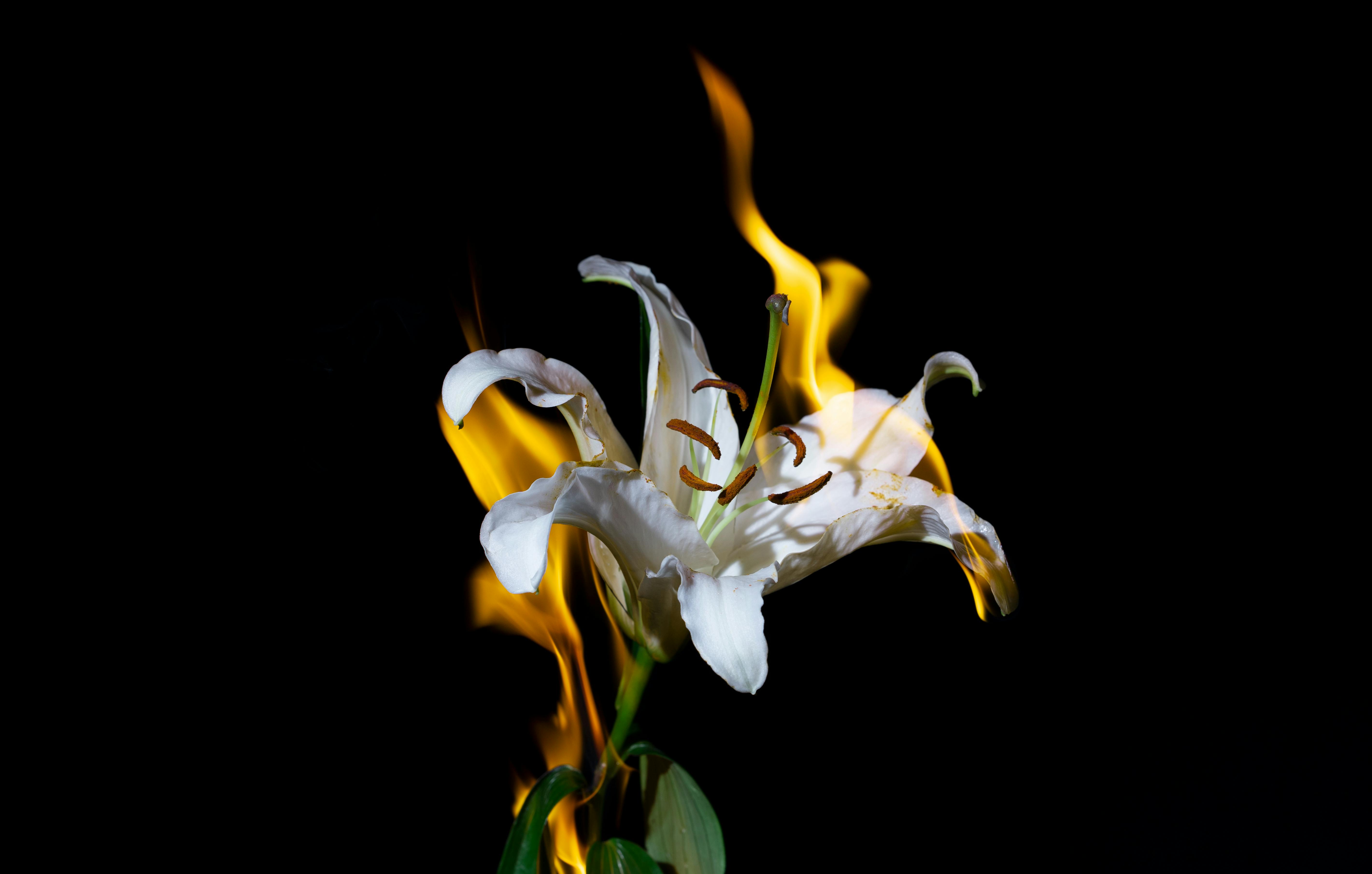 Close Up Photo of a Burning Lily · Free Stock Photo