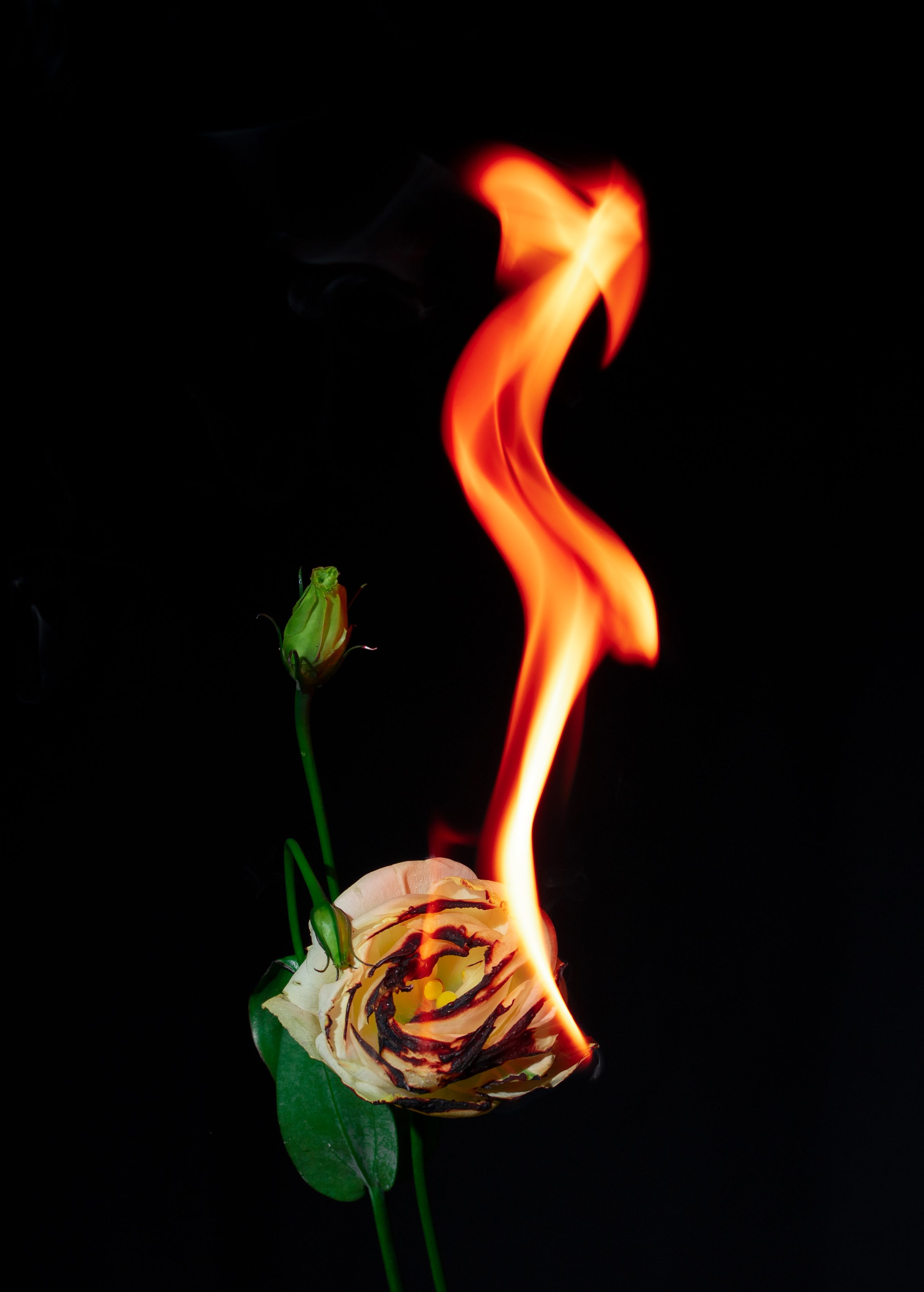 Close Up Photo of a Burning Lily · Free Stock Photo