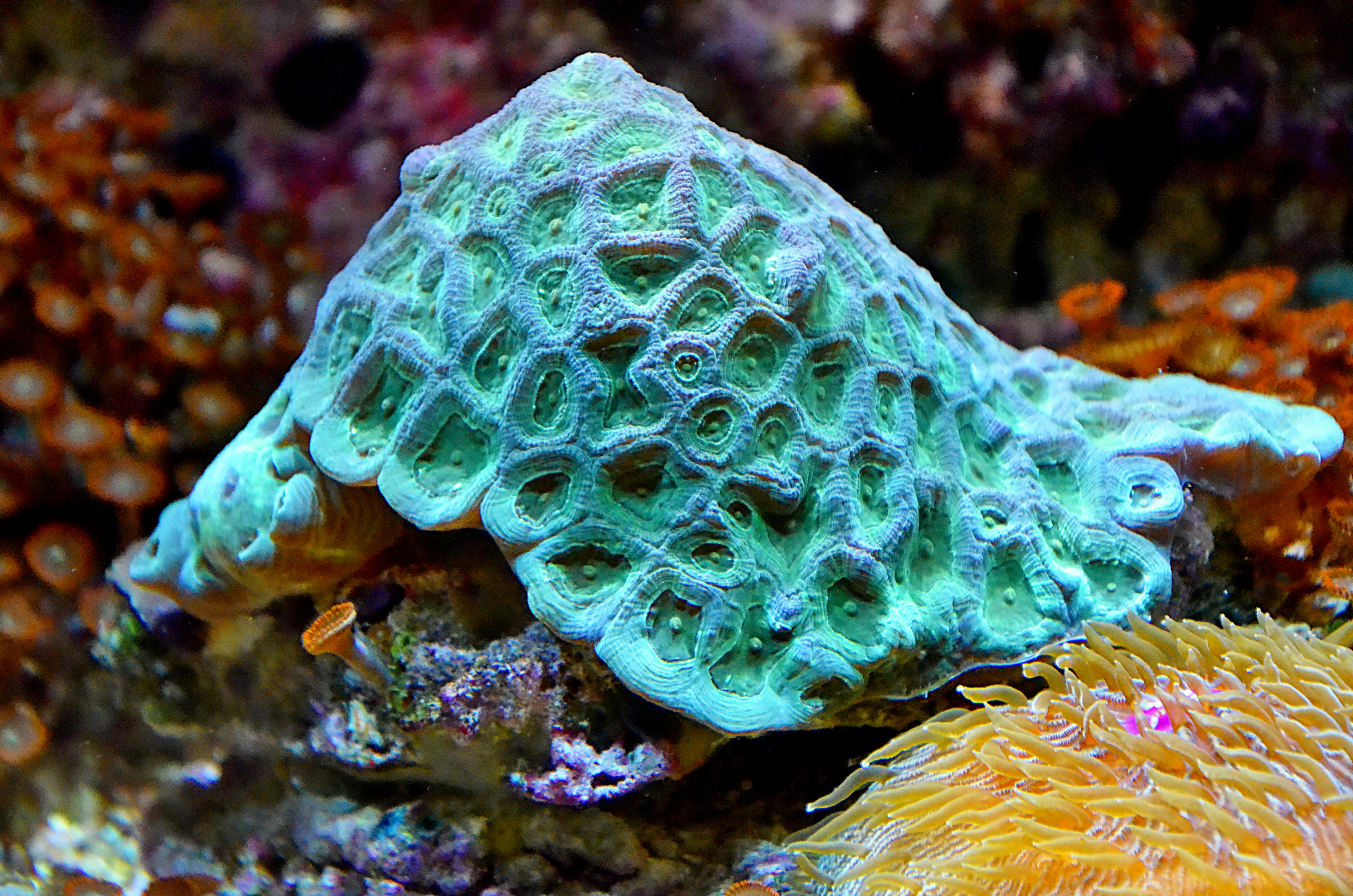 Green Coral Reef in Close Up Photography · Free Stock Photo