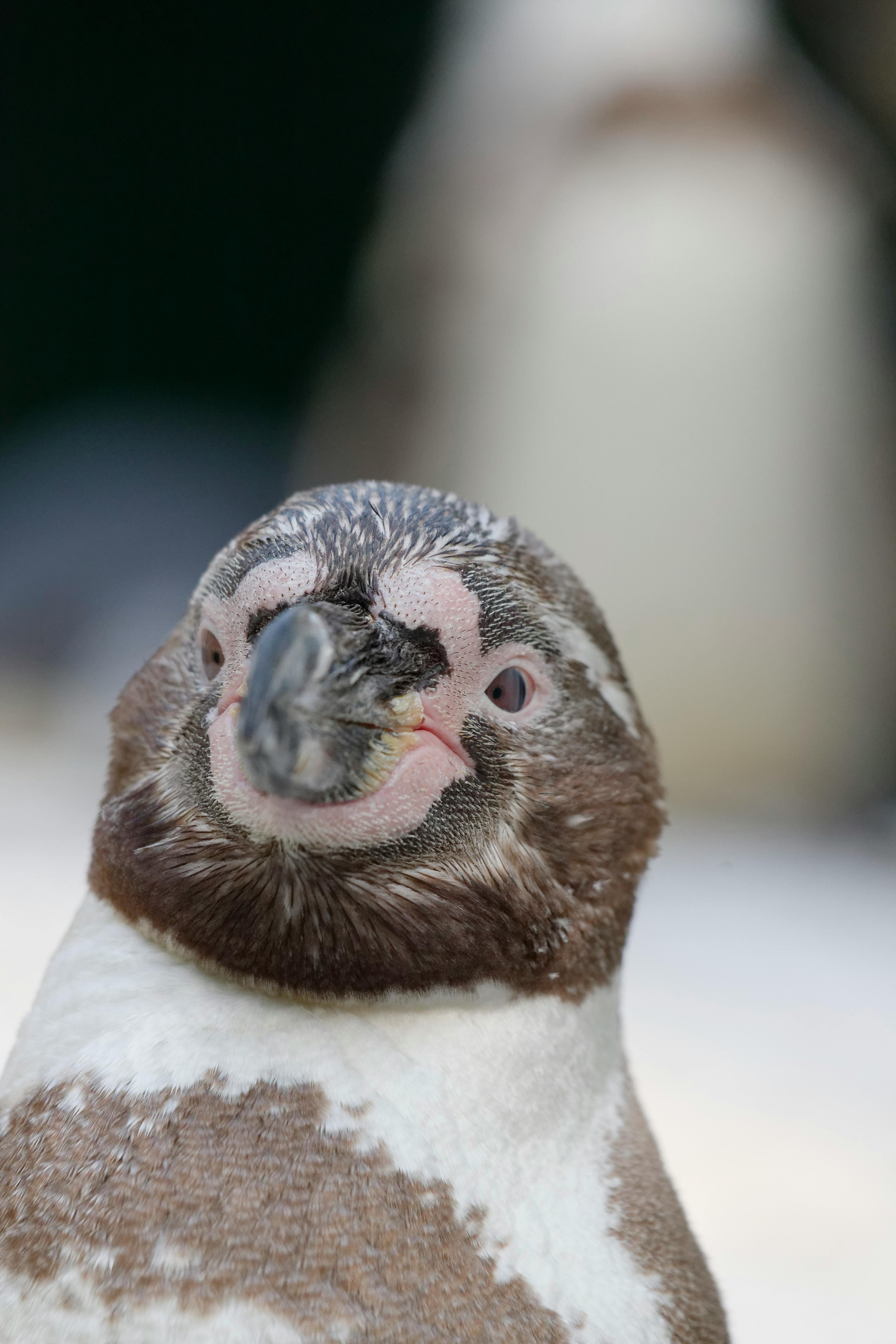 Close-Up Photograph of a Humboldt Penguin · Free Stock Photo