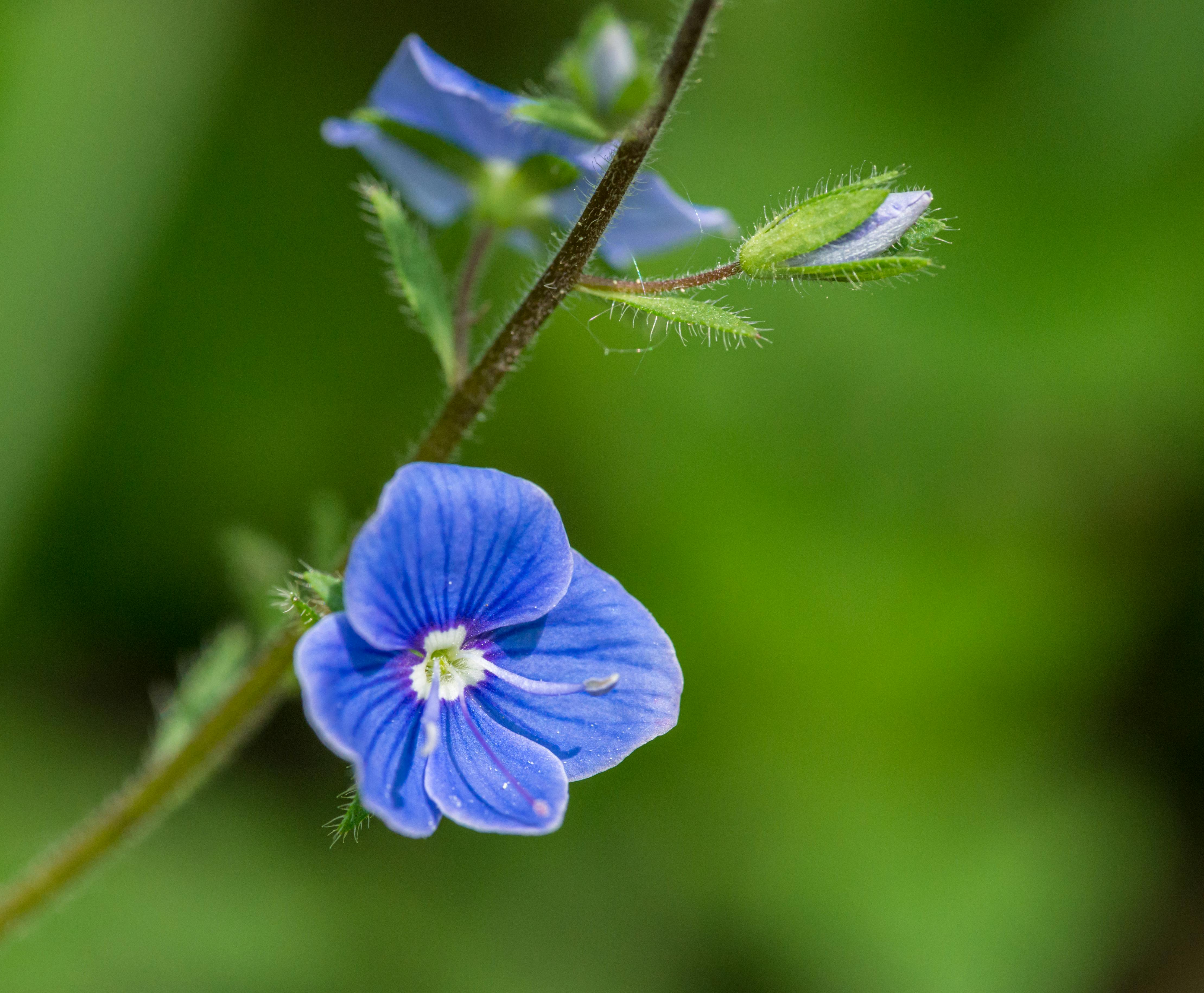 Speedwell Photos, Download The BEST Free Speedwell Stock Photos & HD Images