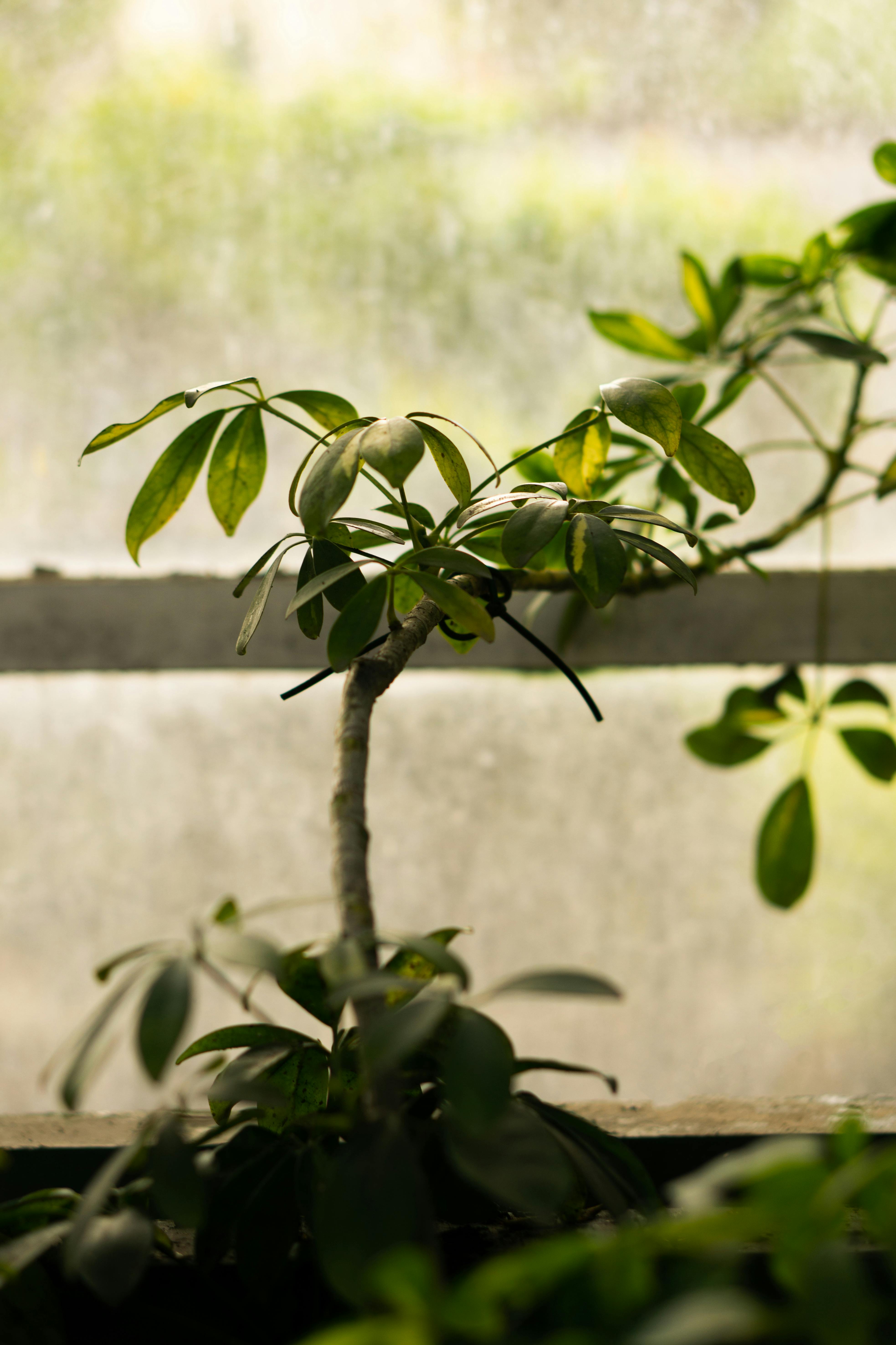 100,000+ Best Plant Photography Photos · 100% Free Download · Pexels ...