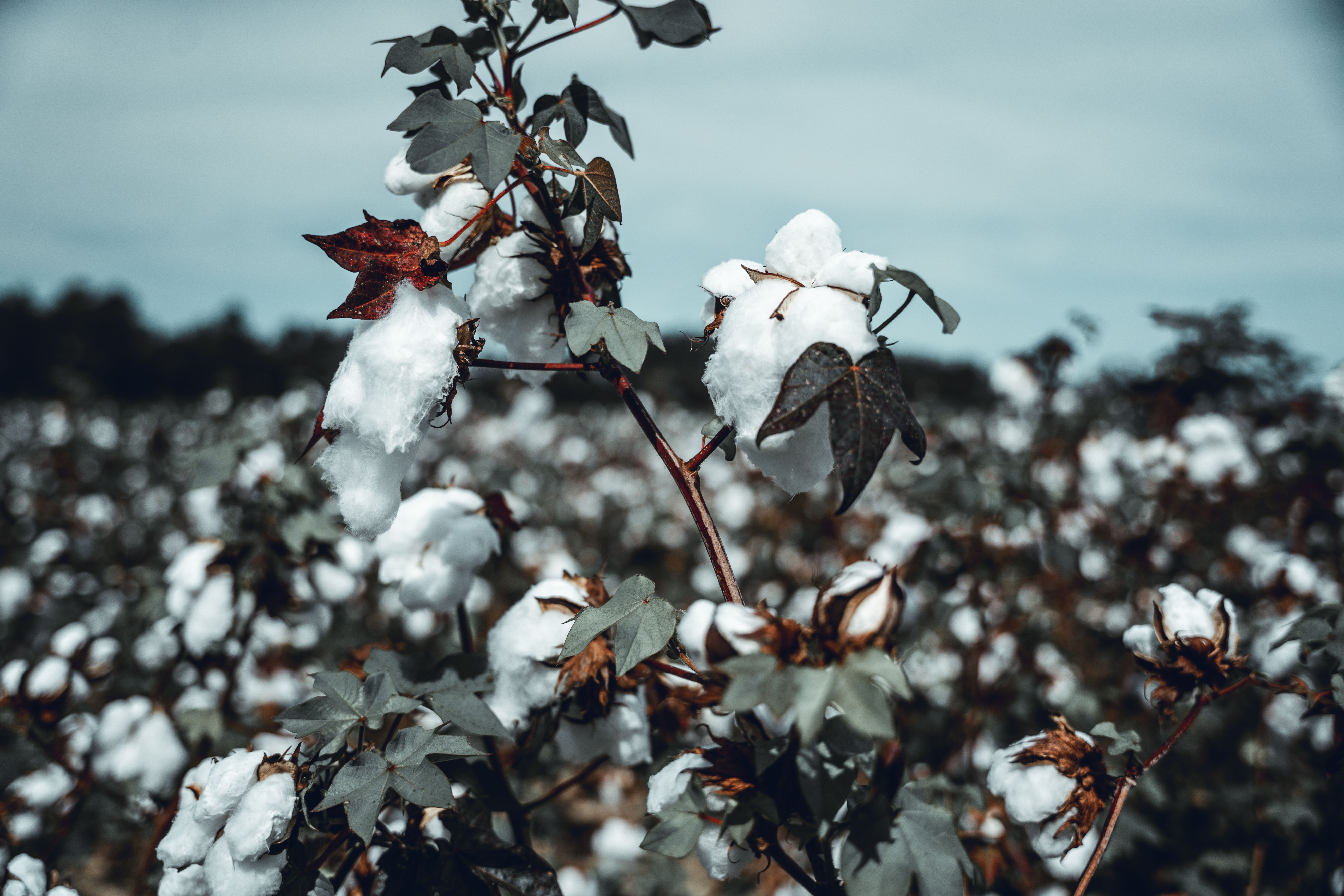 Cotton Boll Rot Photos, Download The BEST Free Cotton Boll Rot Stock ...
