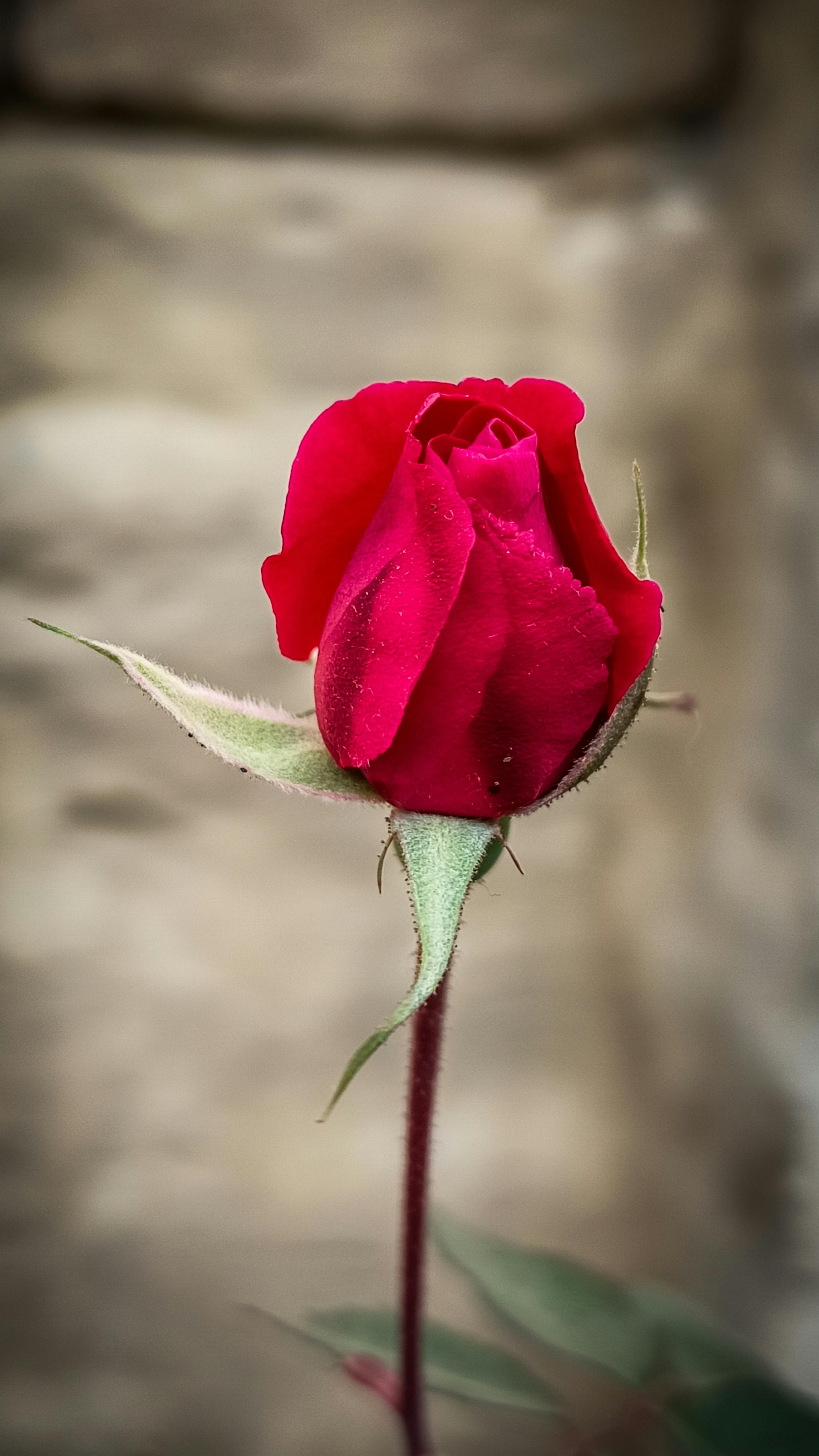 A Beautiful Red Rose Bud Flower · Free Stock Photo