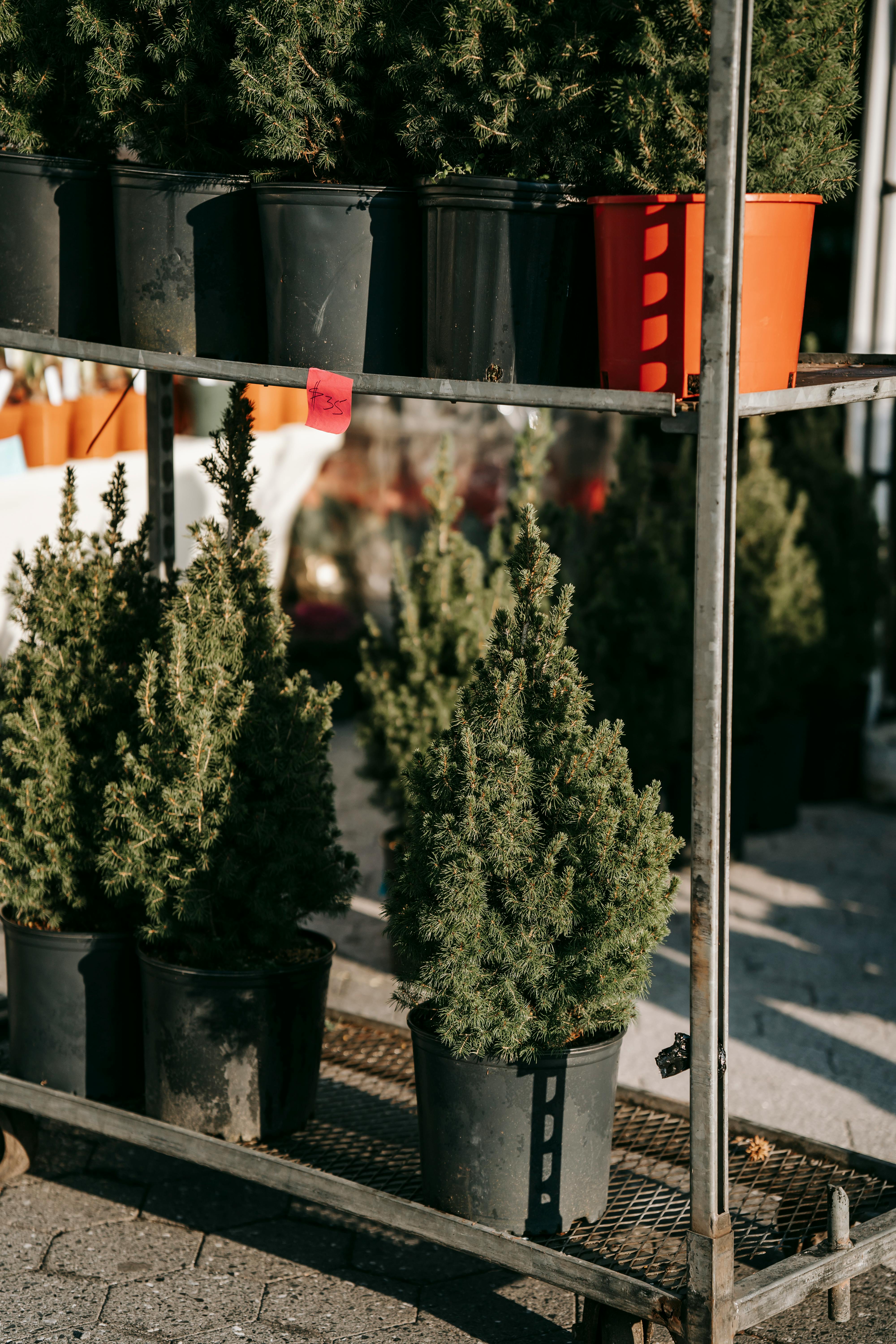 Potted juniper plants on street · Free Stock Photo