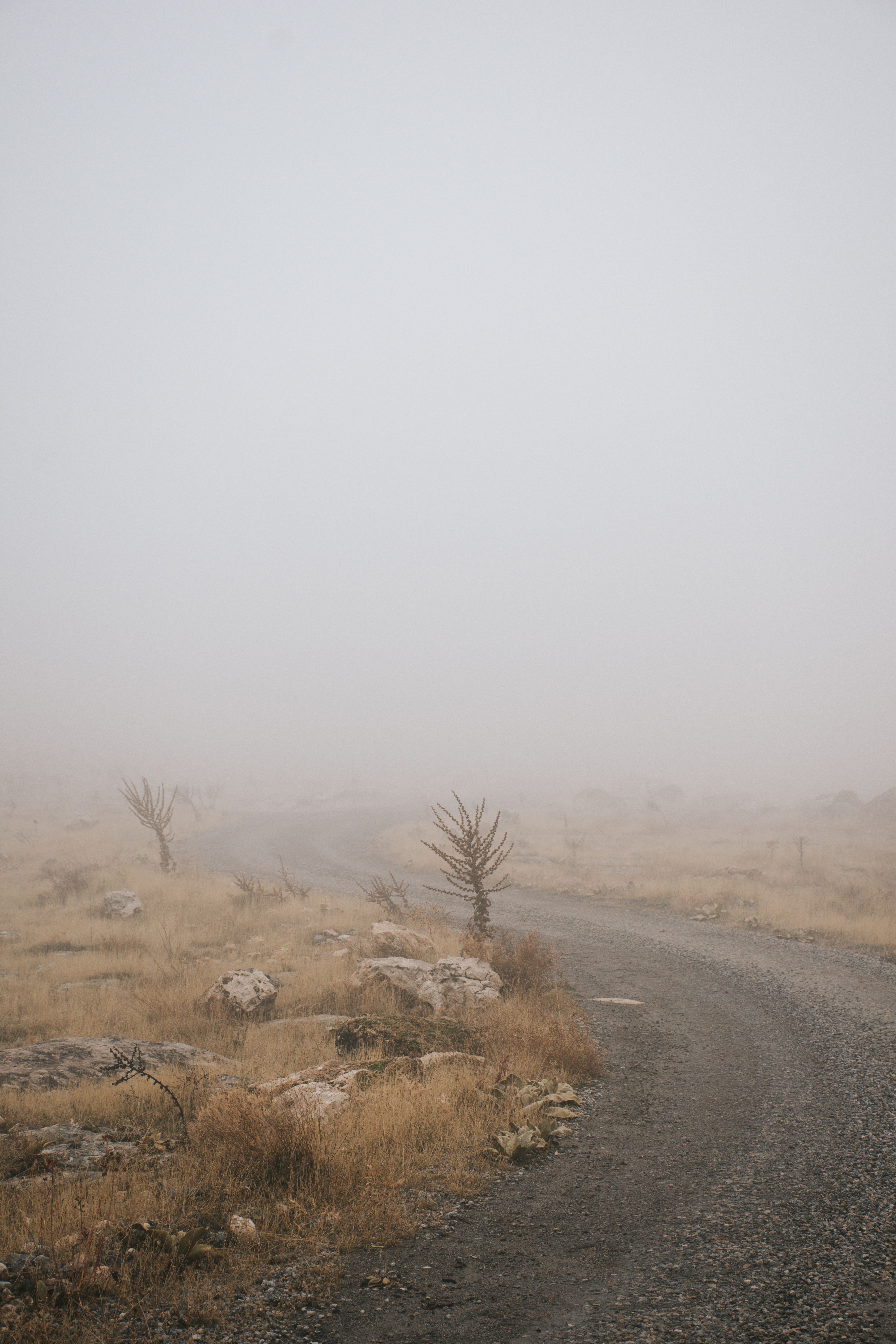 Foggy Road · Free Stock Photo