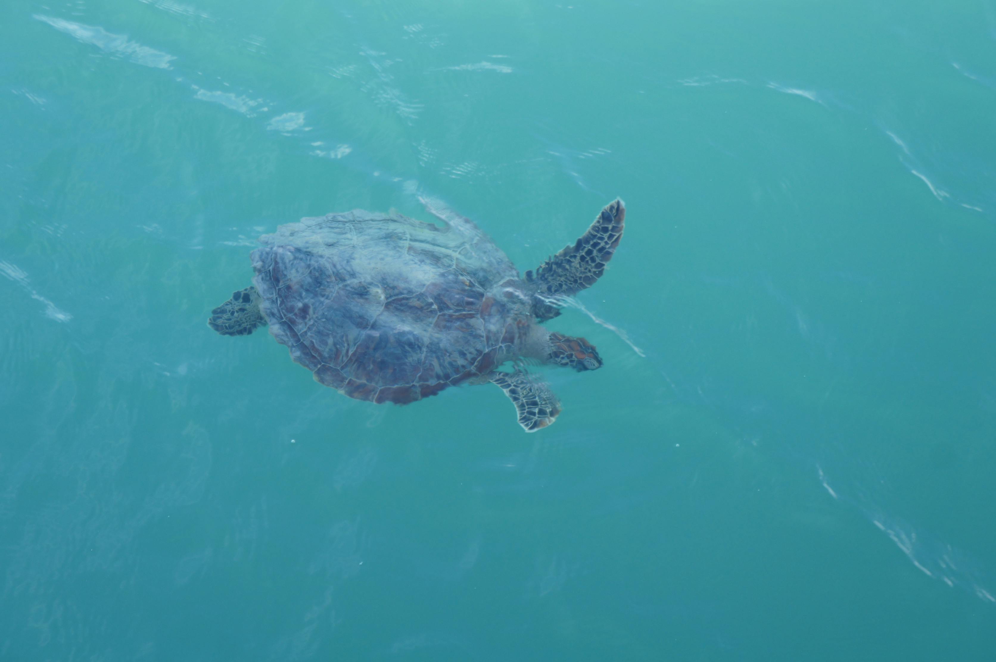 Turtle Swimming in the Ocean · Free Stock Photo