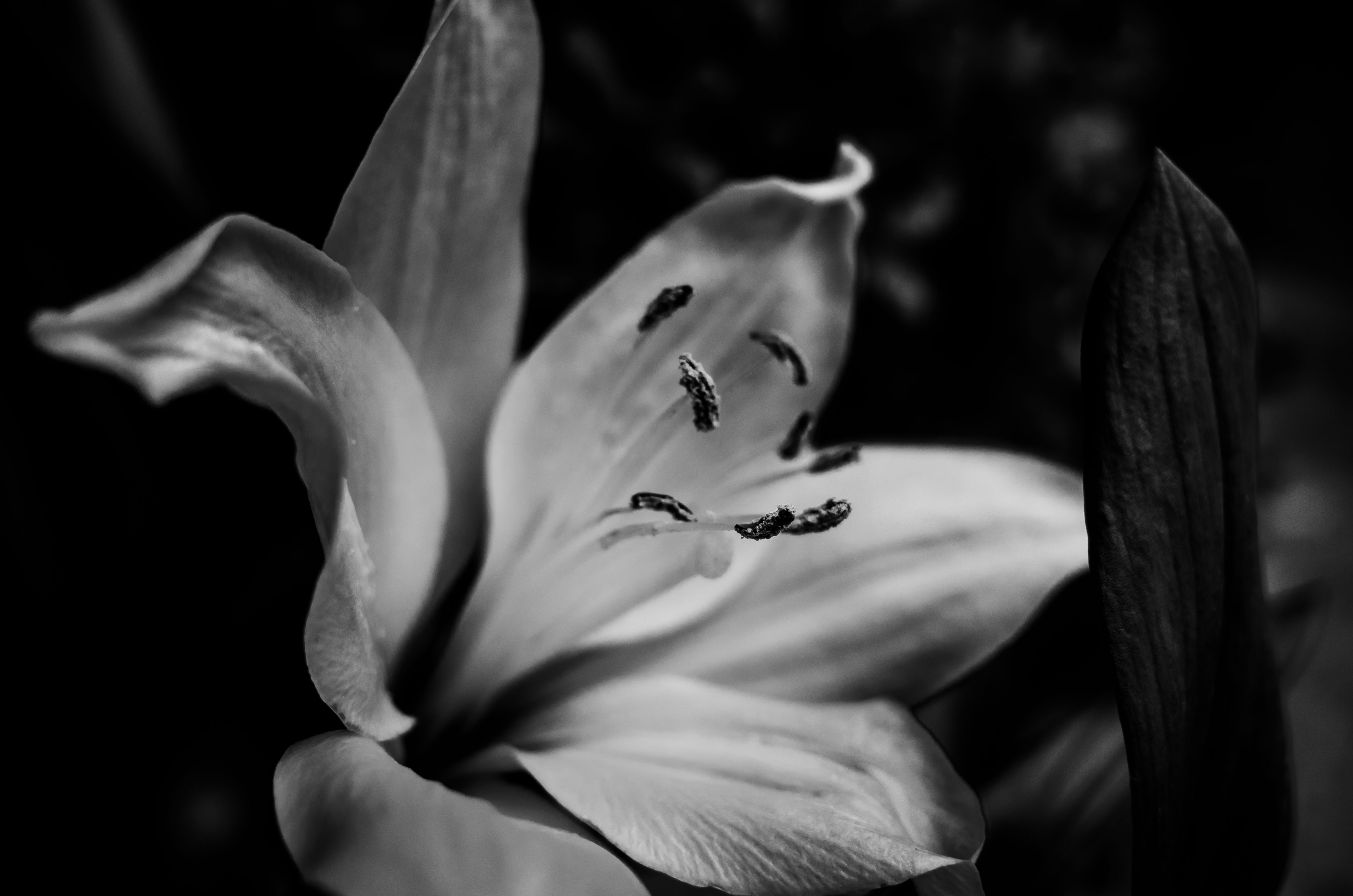 Grayscale Photo of a Flower · Free Stock Photo