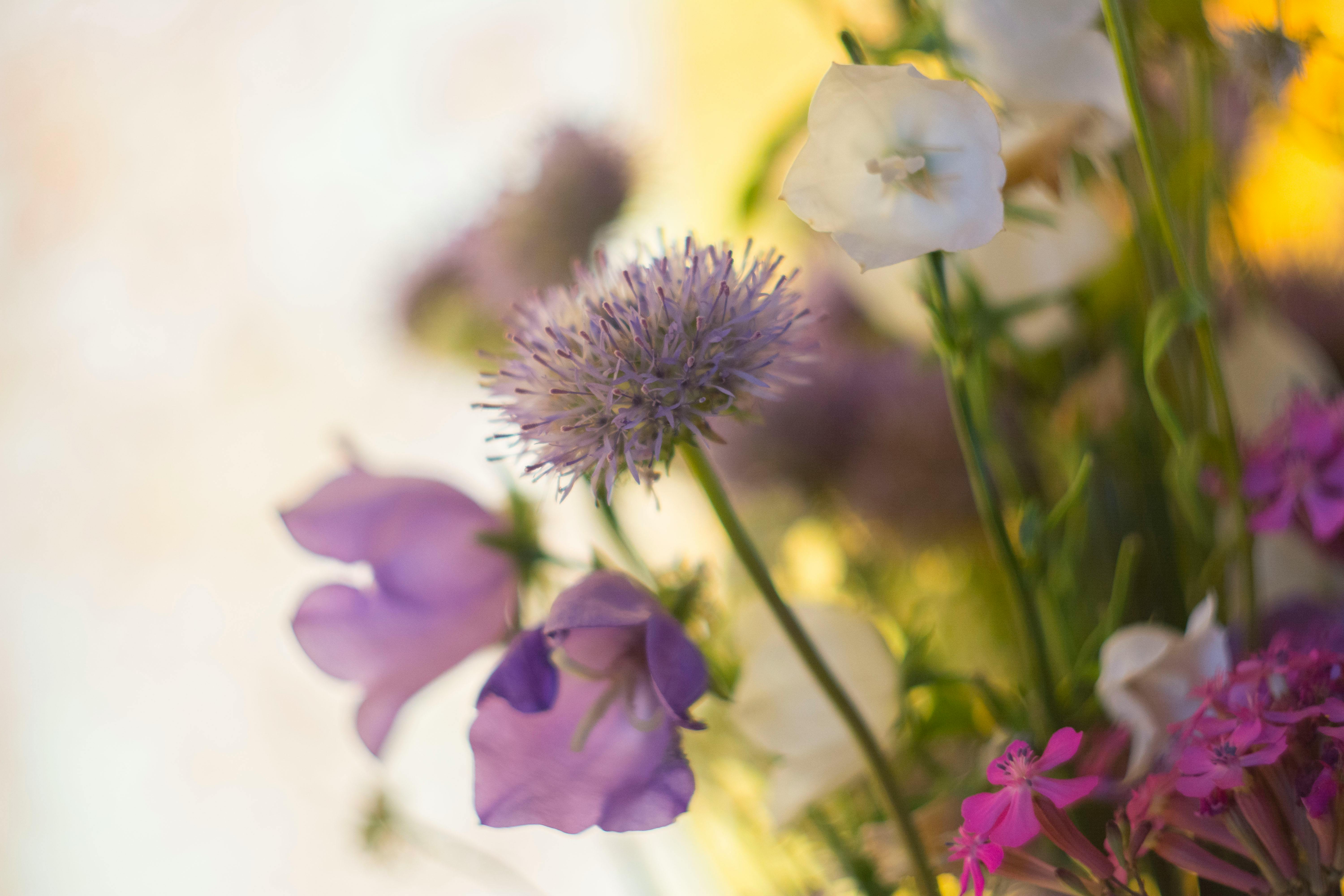 Selective Focus Photo of Blooming Flowers · Free Stock Photo