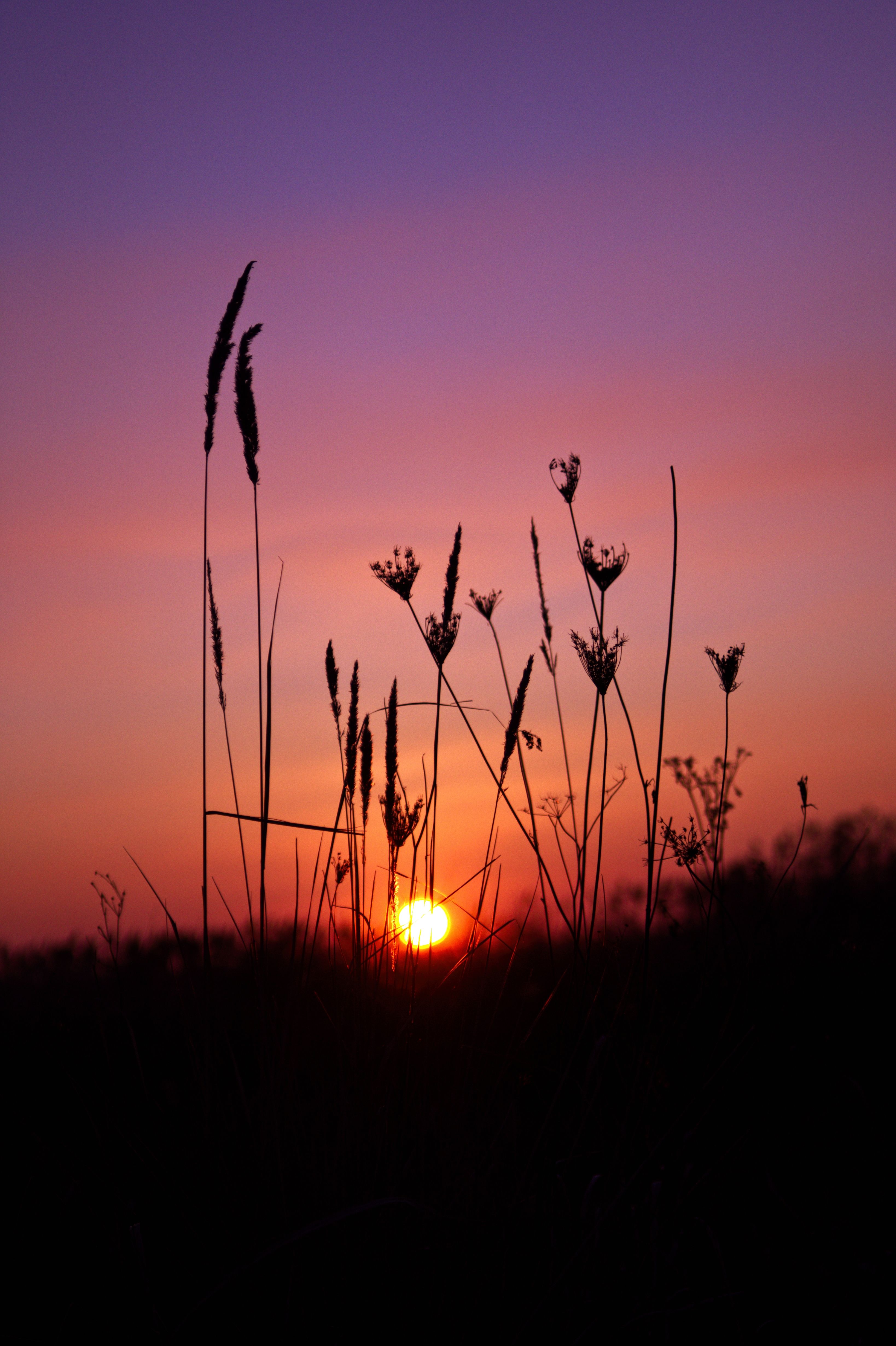 Silhouette Sunset Grass Sunset Or Sunrise With Silhouette Of Grass And