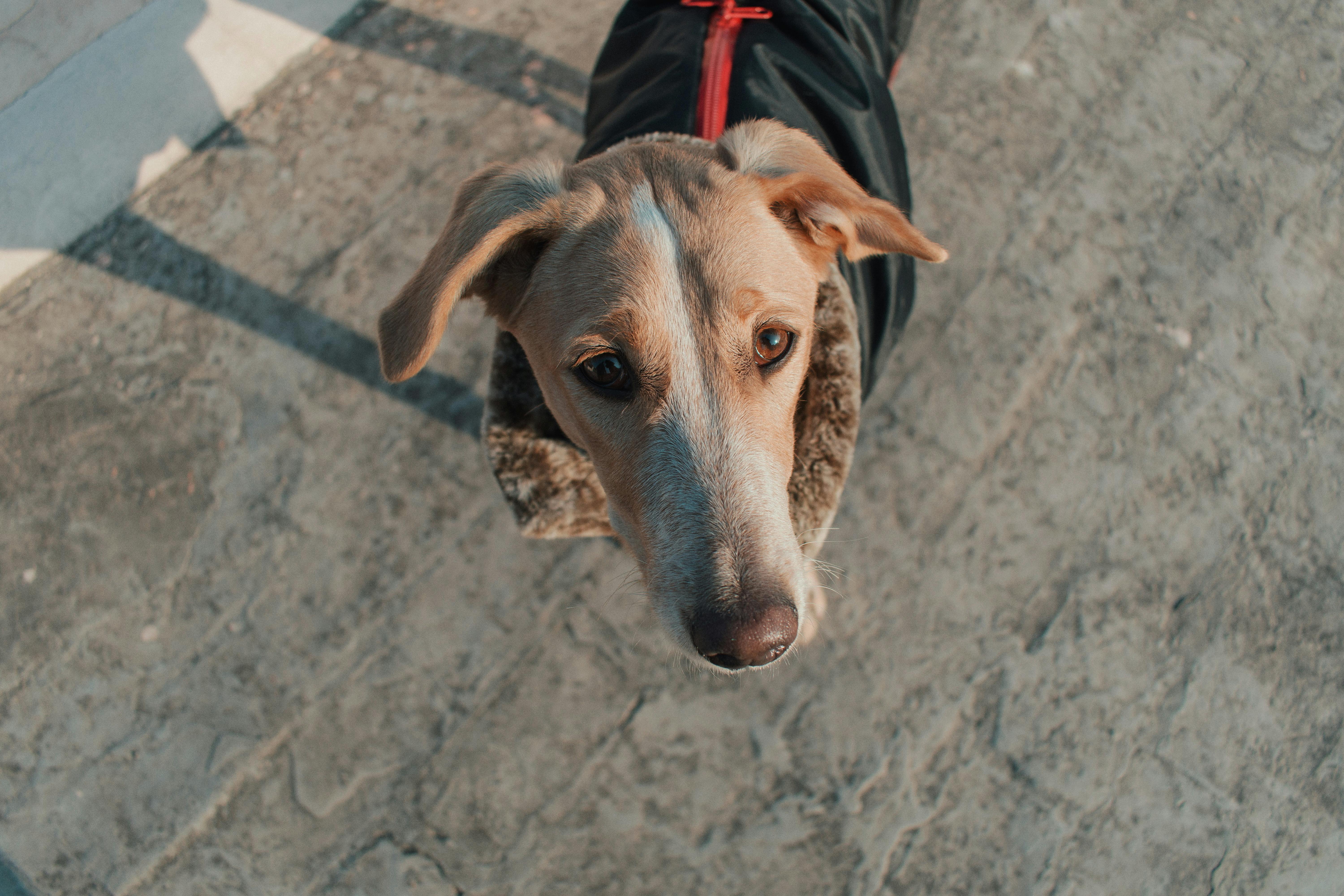 Close up of Dog · Free Stock Photo