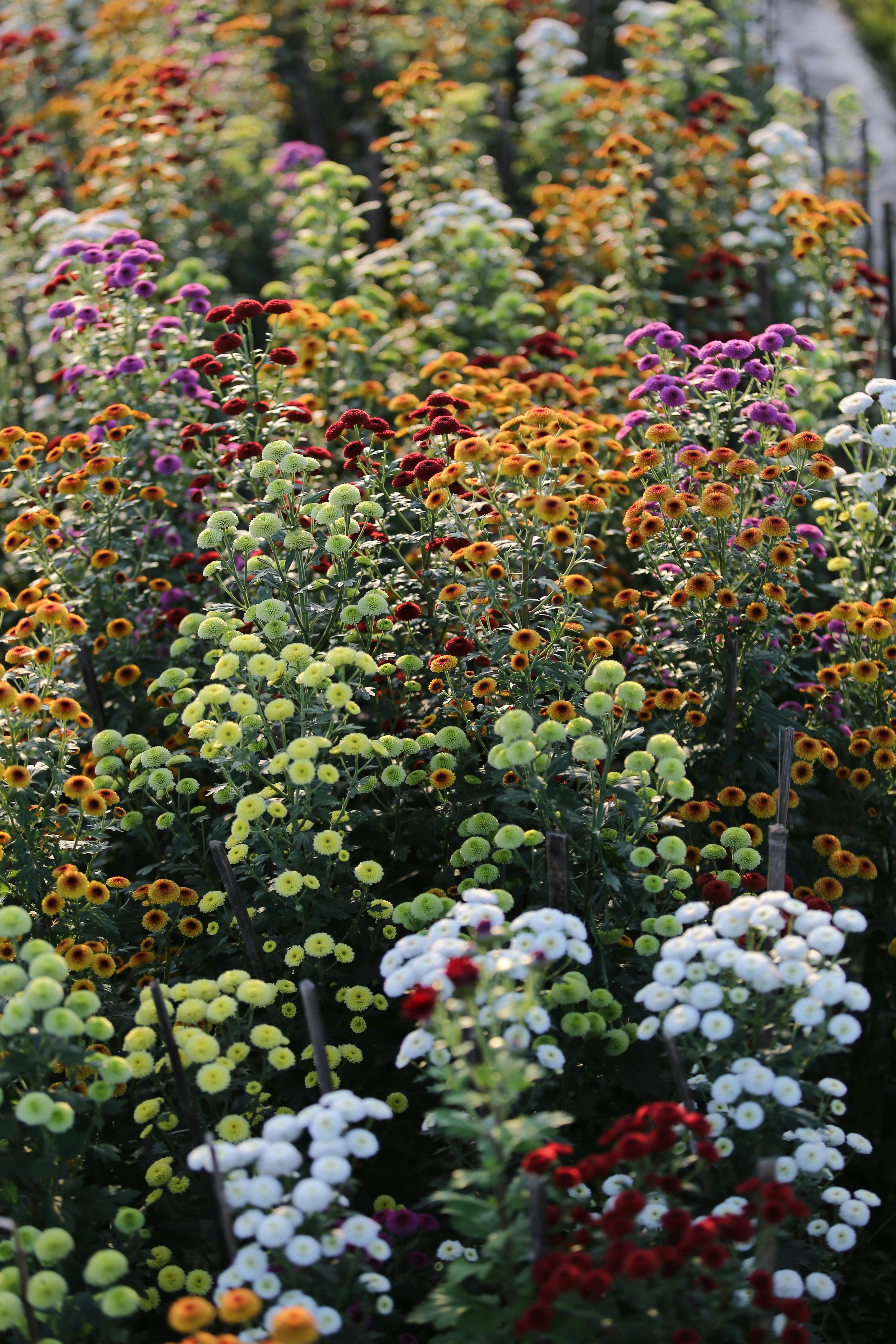 Colorful Spring Flowers · Free Stock Photo