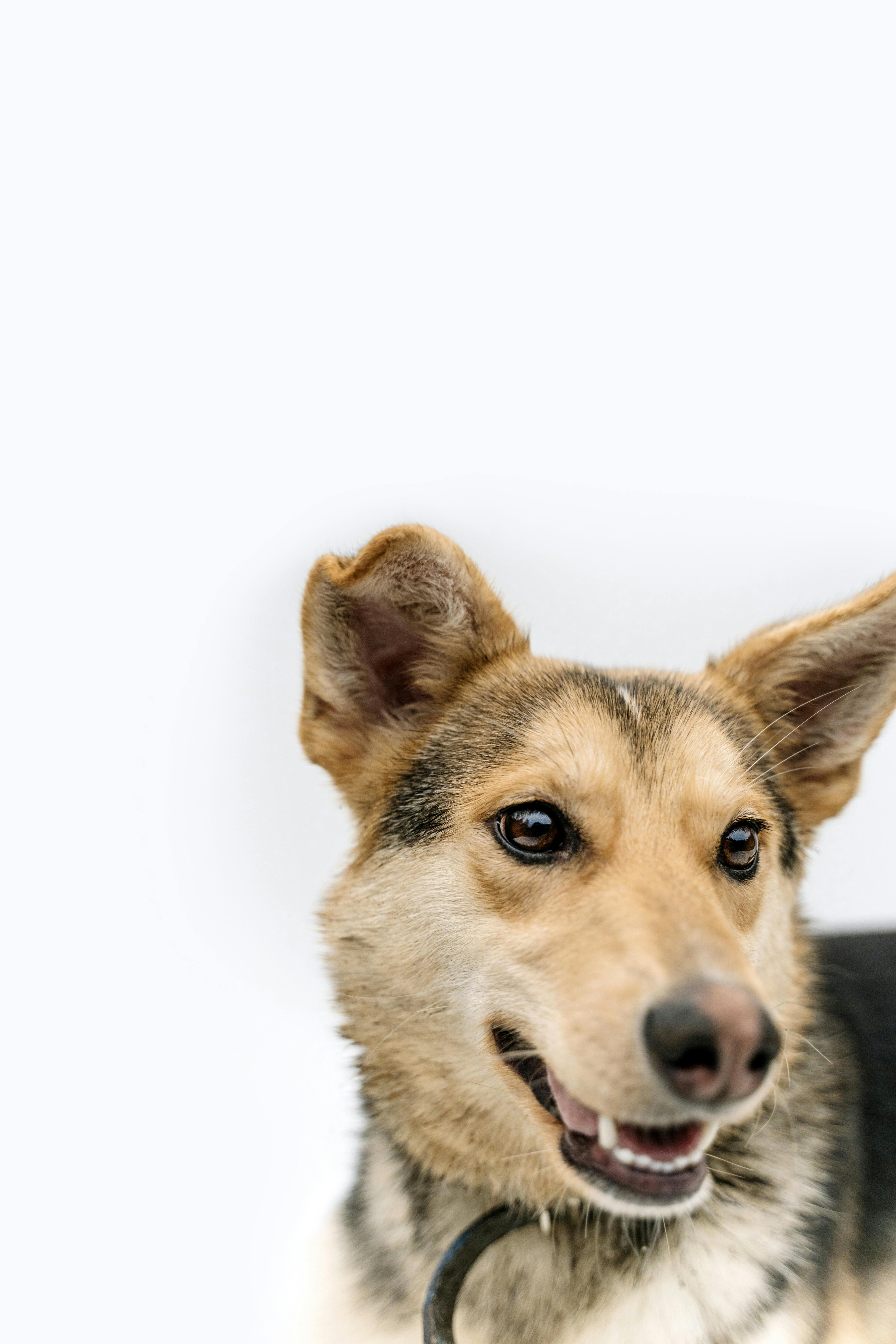 A Close-Up Shot of a Dog · Free Stock Photo
