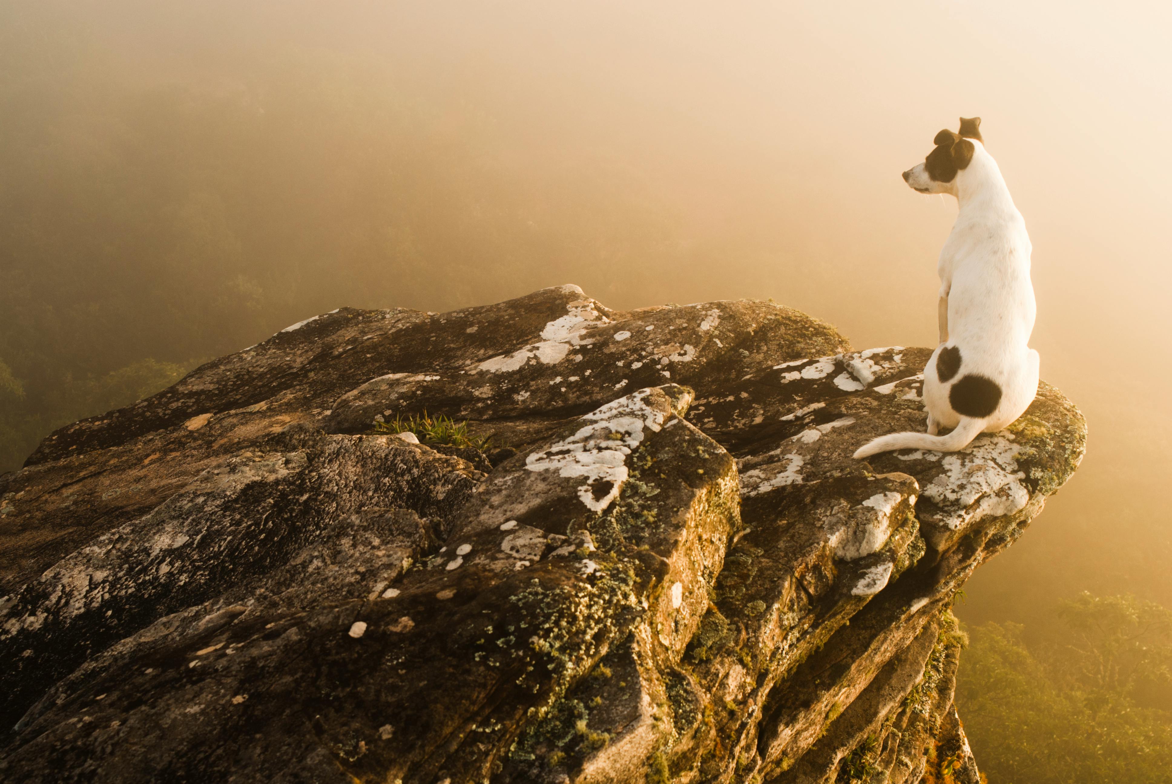 White and Black Dog on the Cliff · Free Stock Photo