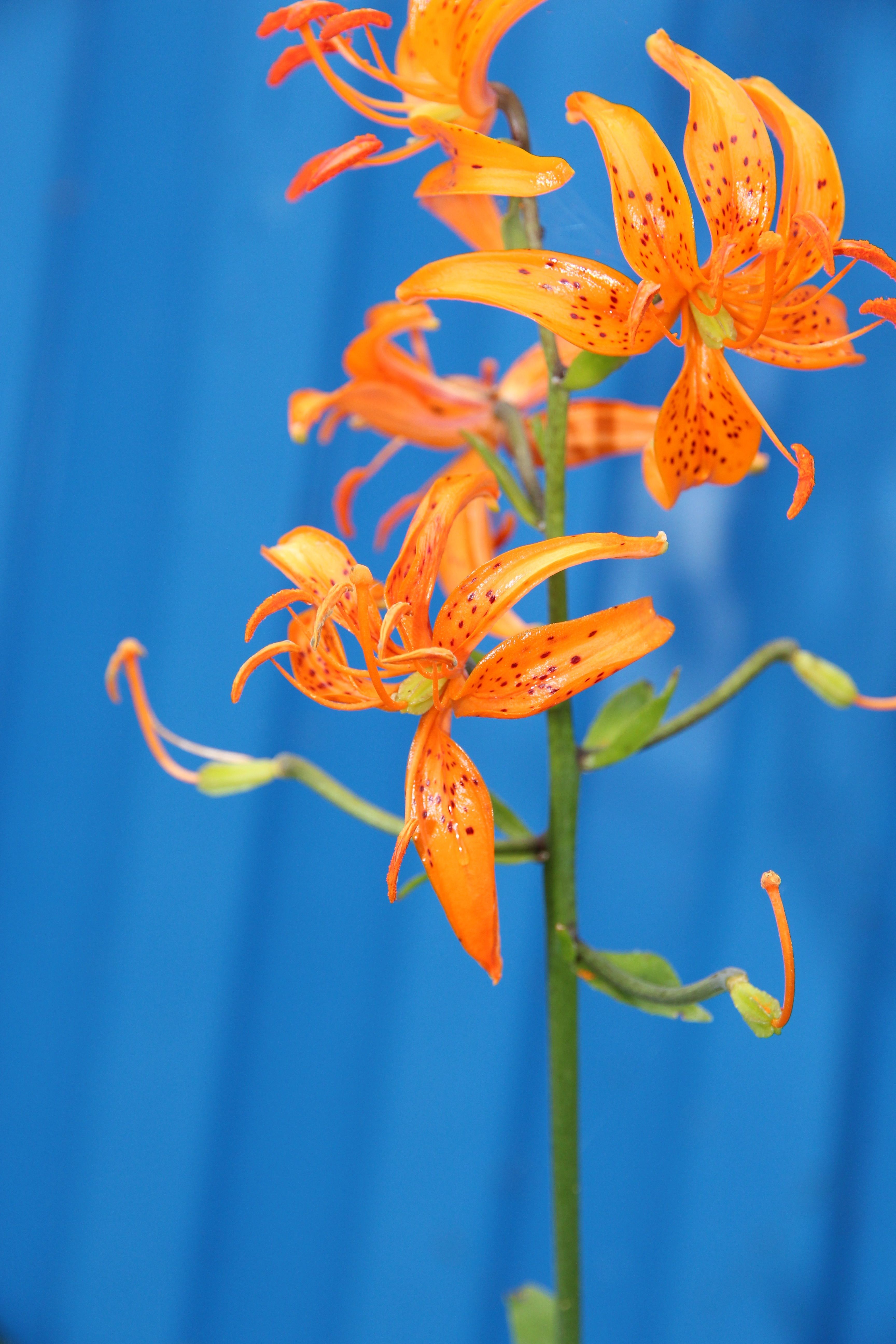 Tiger Lily Photos, Download The BEST Free Tiger Lily Stock Photos & HD ...